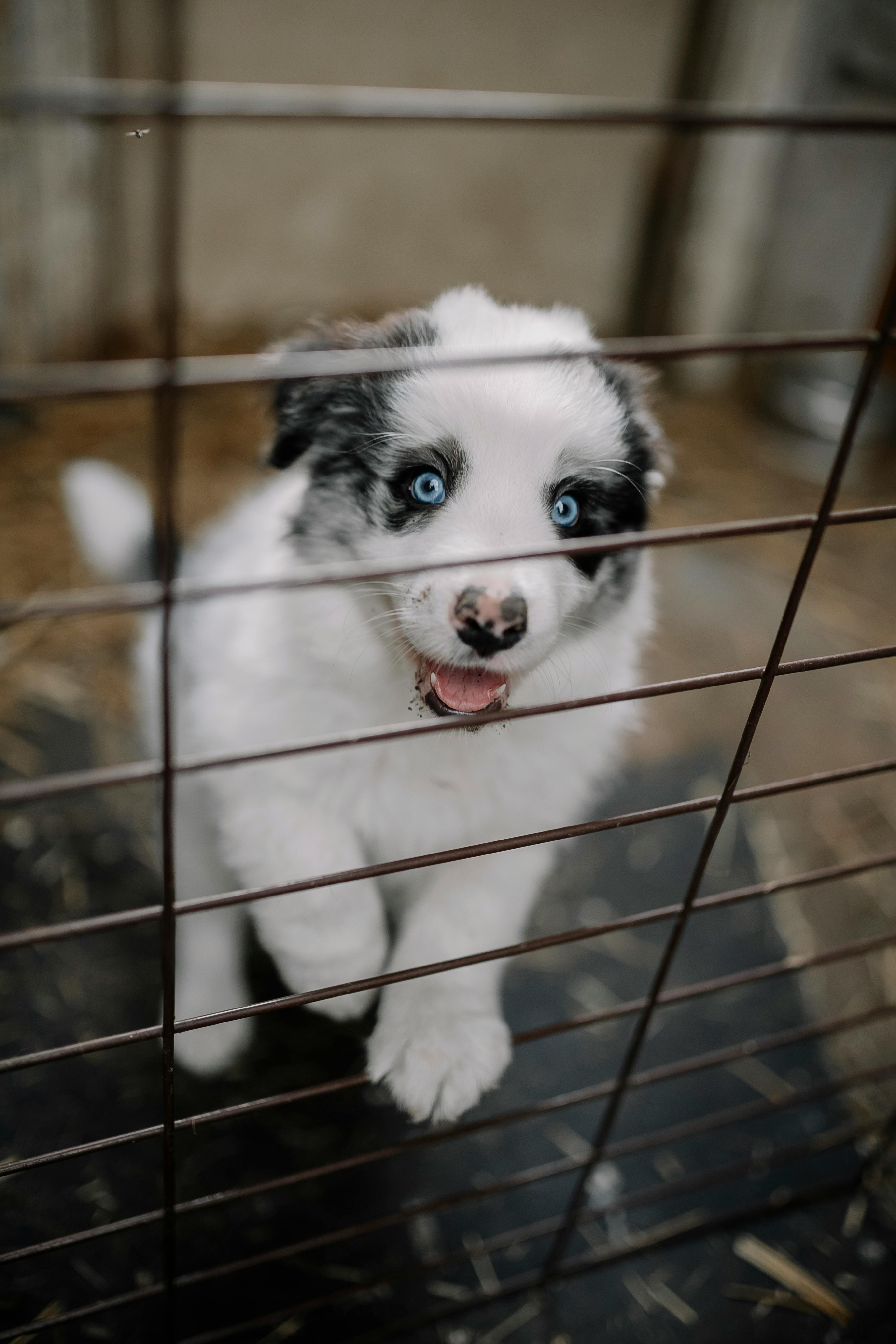 Dog Kennel Photos, Download The BEST Free Dog Kennel Stock Photos & HD ...