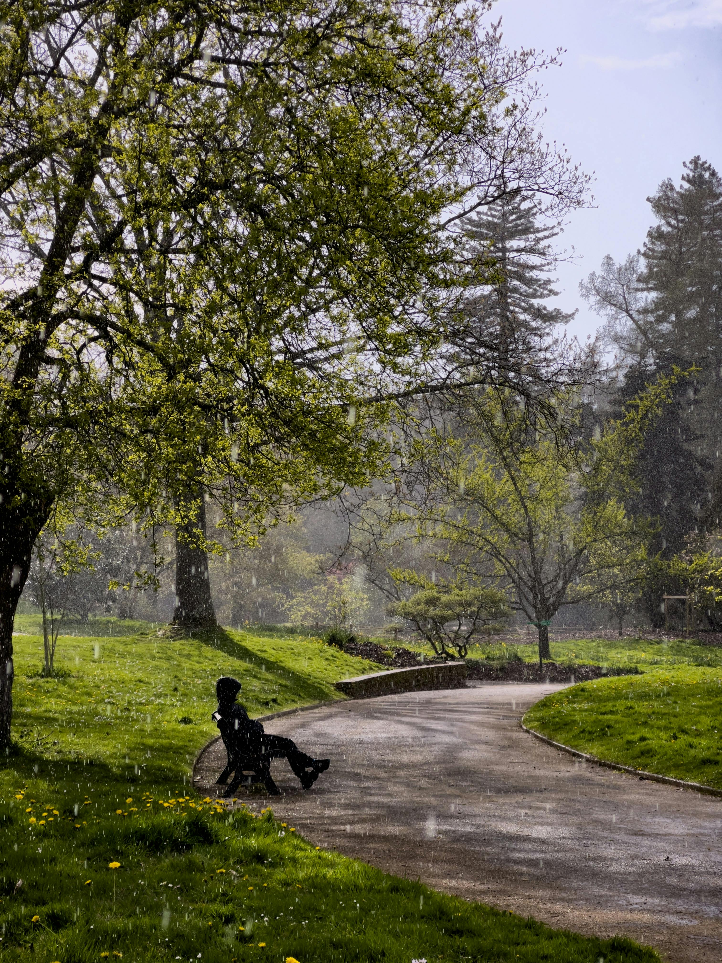 Person Sitting on Bench in Park in Rain · Free Stock Photo