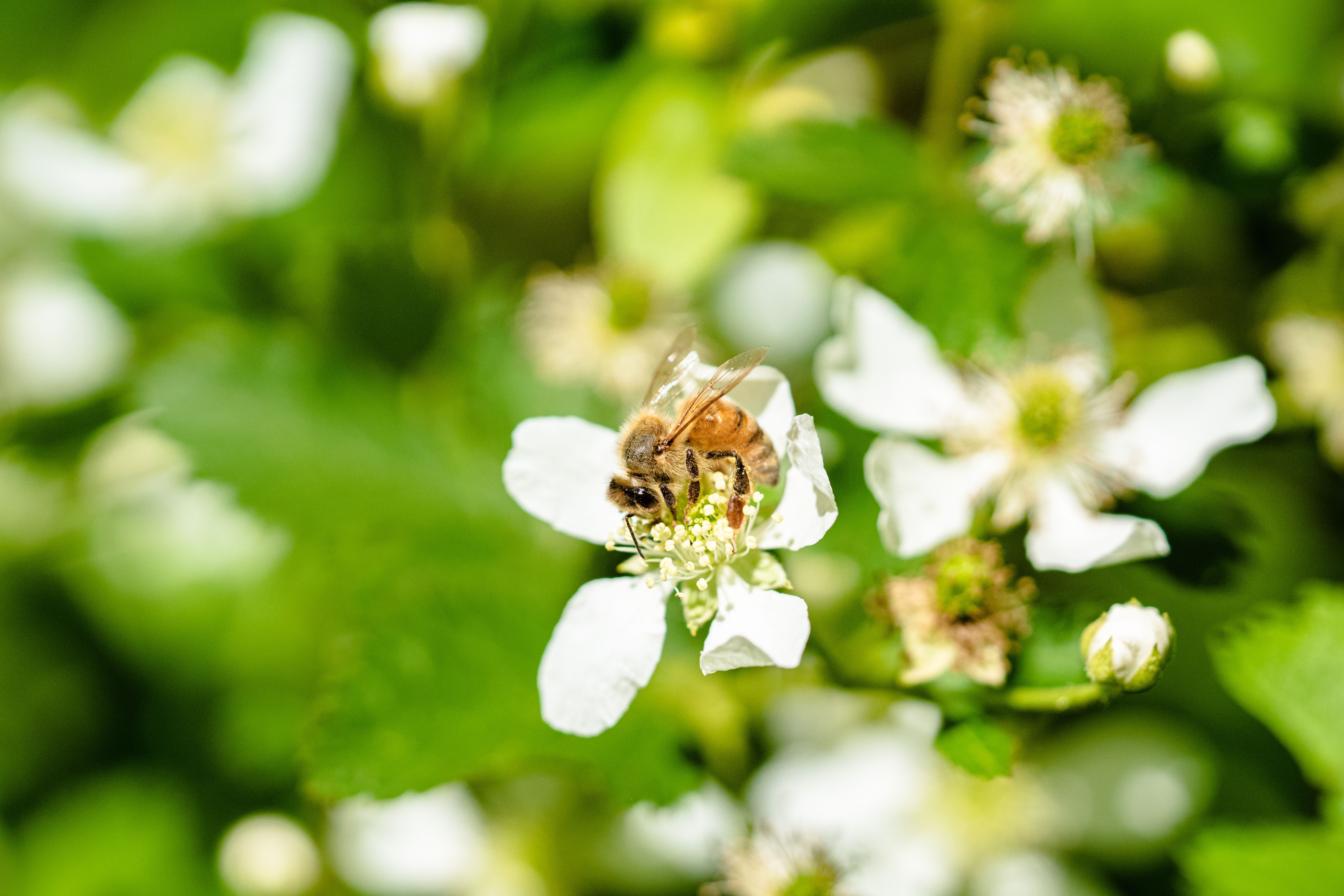 Bee Collecting Nectar · Free Stock Photo