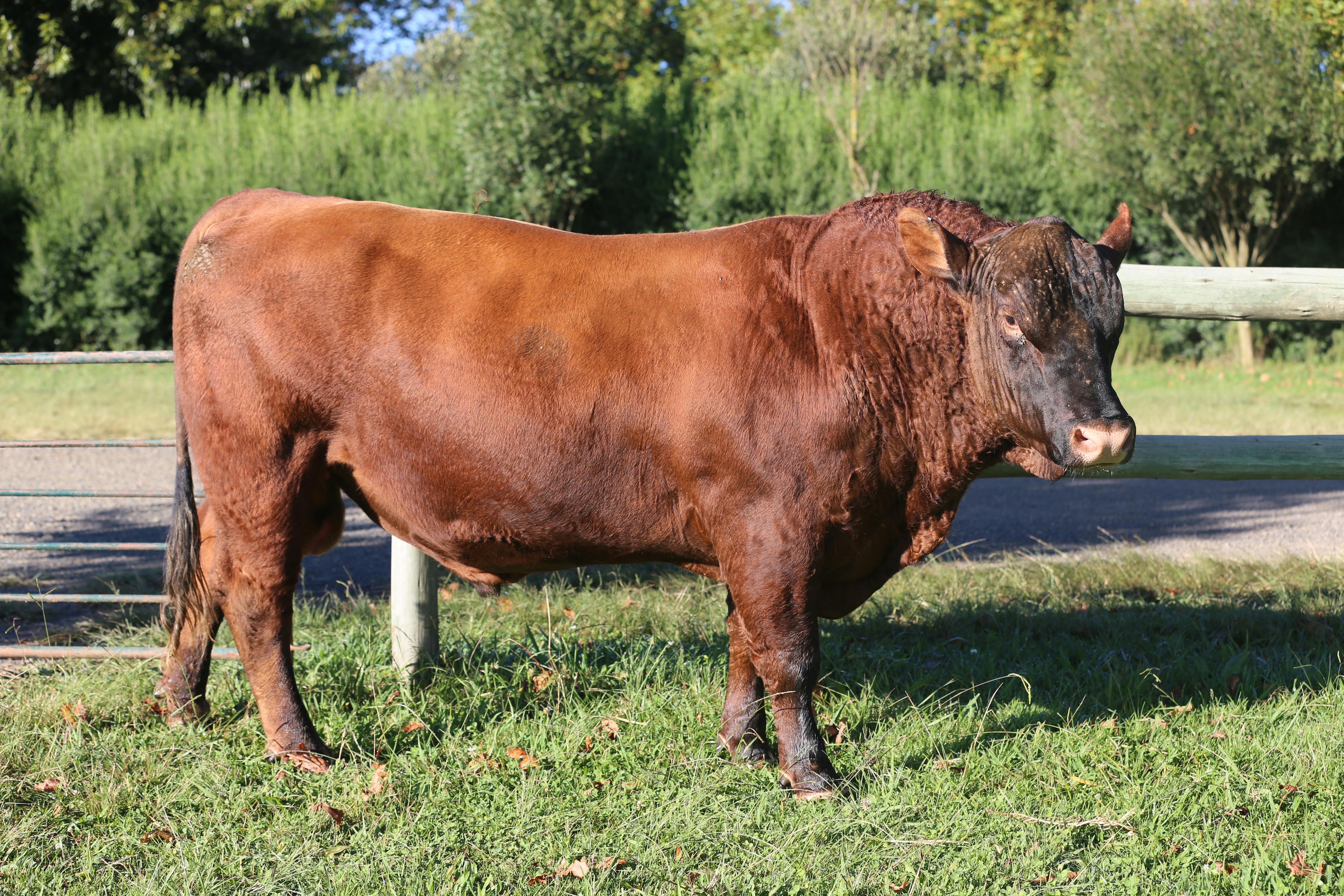 Brown Bull in the Farm · Free Stock Photo