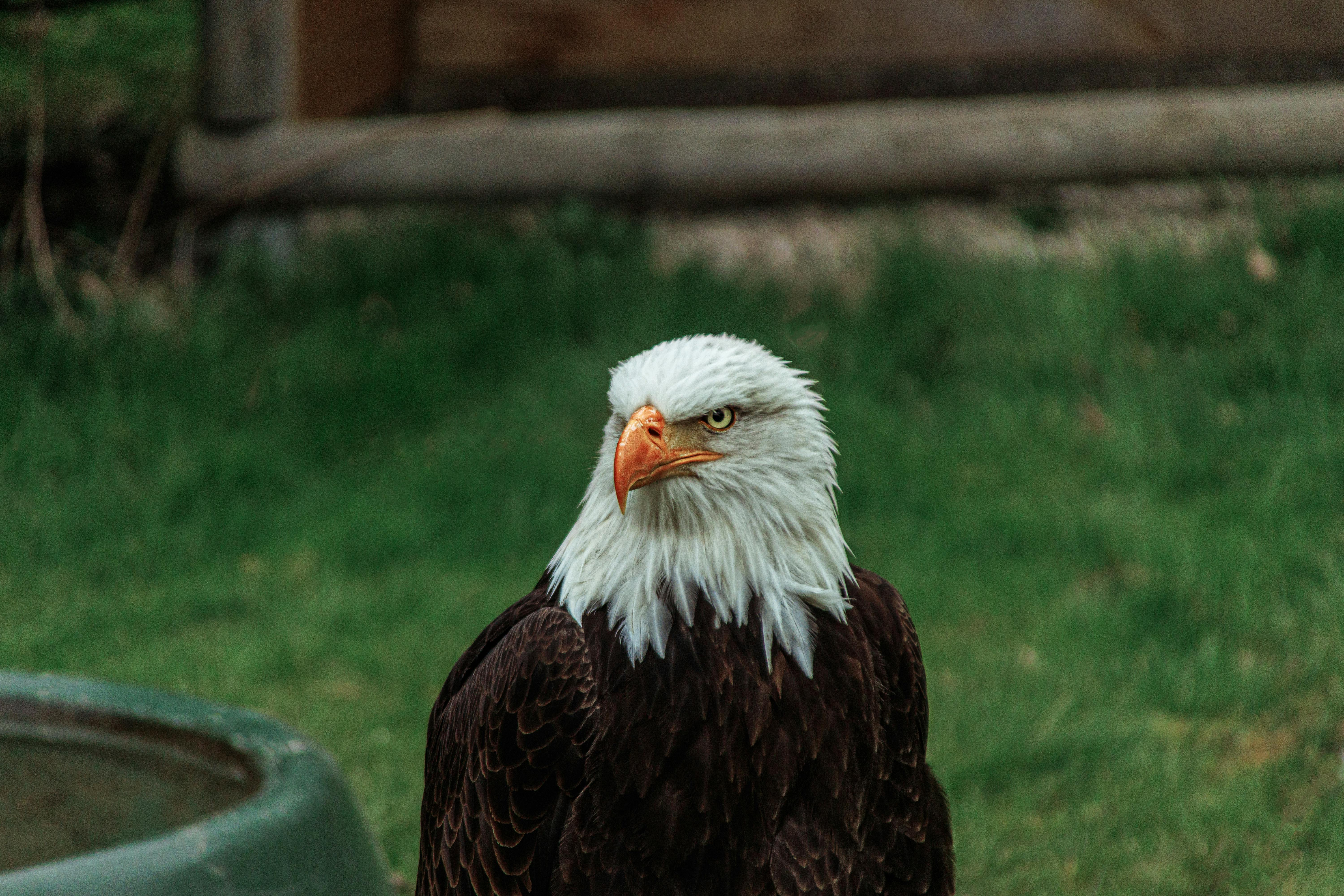 Photo of an Eagle on Grass · Free Stock Photo