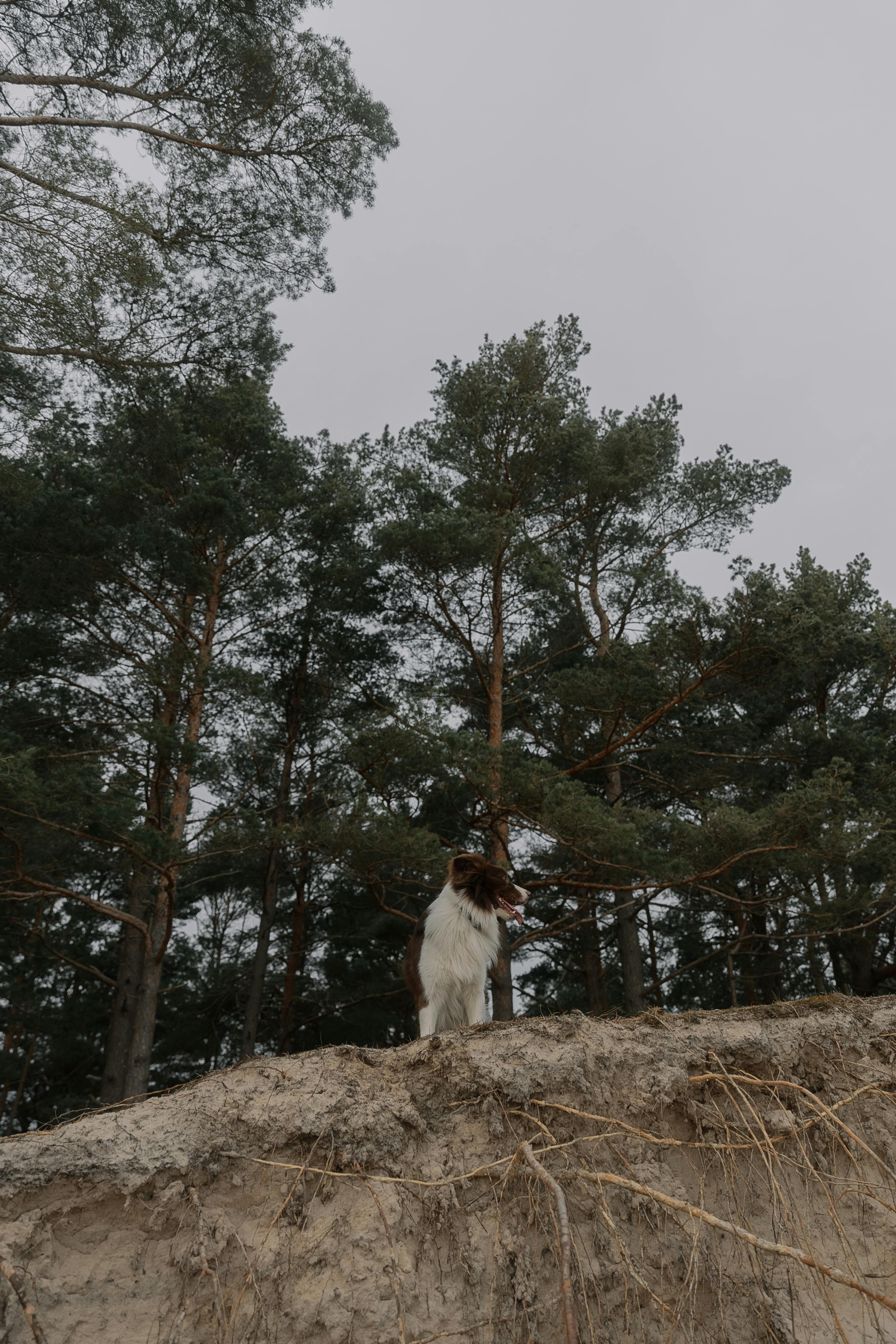 Person in Jacket Standing with Dog near Trees · Free Stock Photo