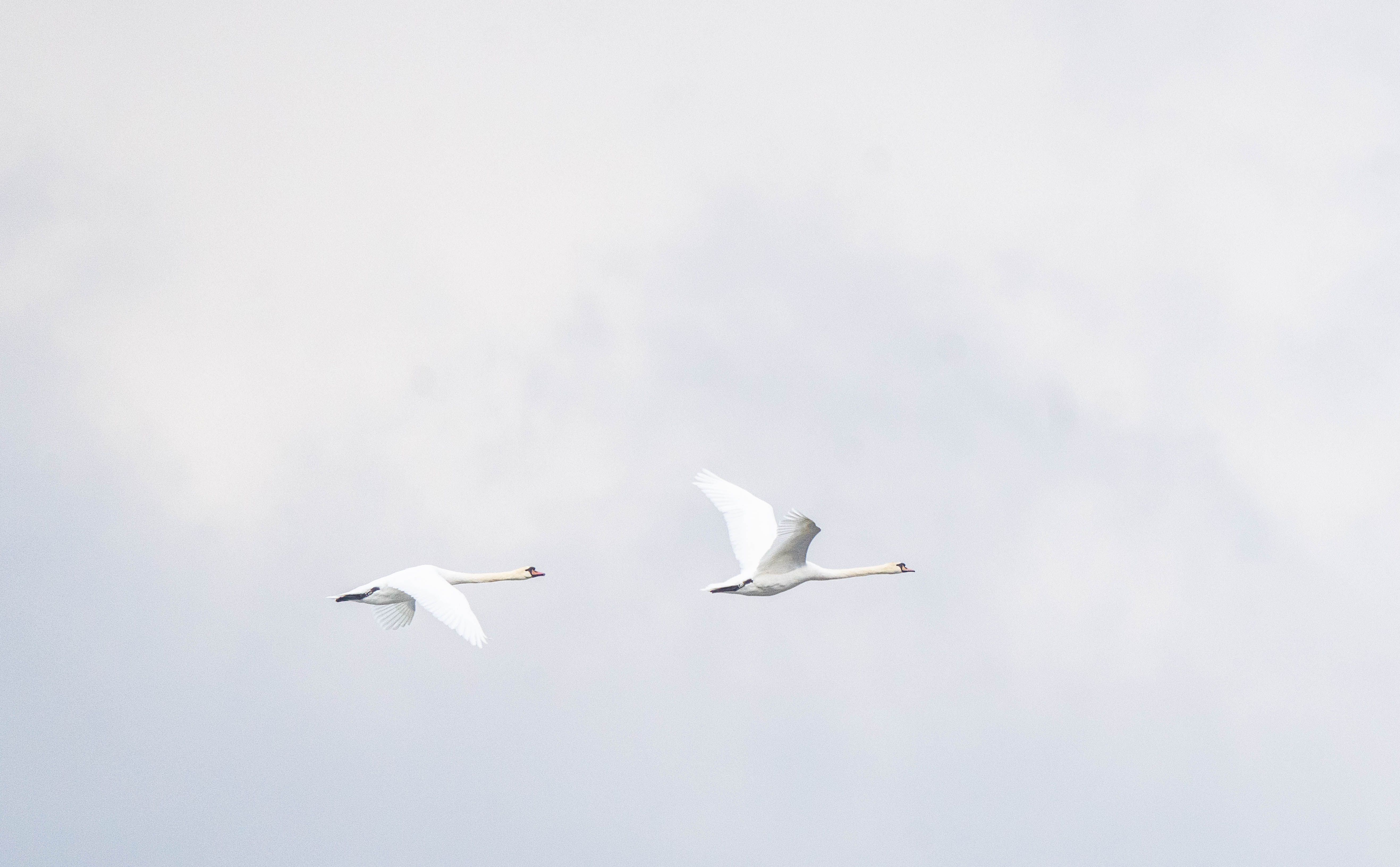 Pair of Swans in Flight · Free Stock Photo