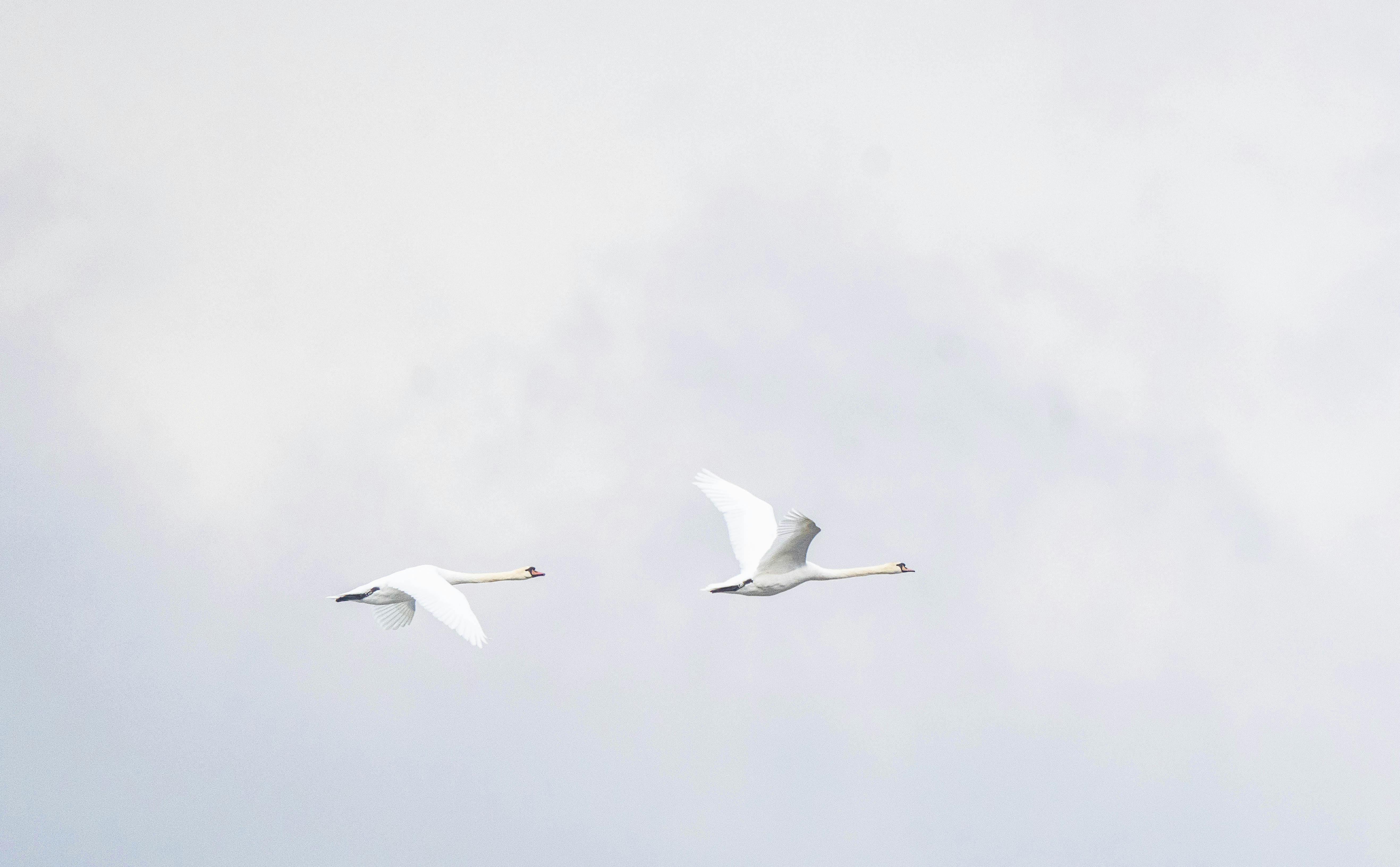 Swan Flying Above a Lake · Free Stock Photo