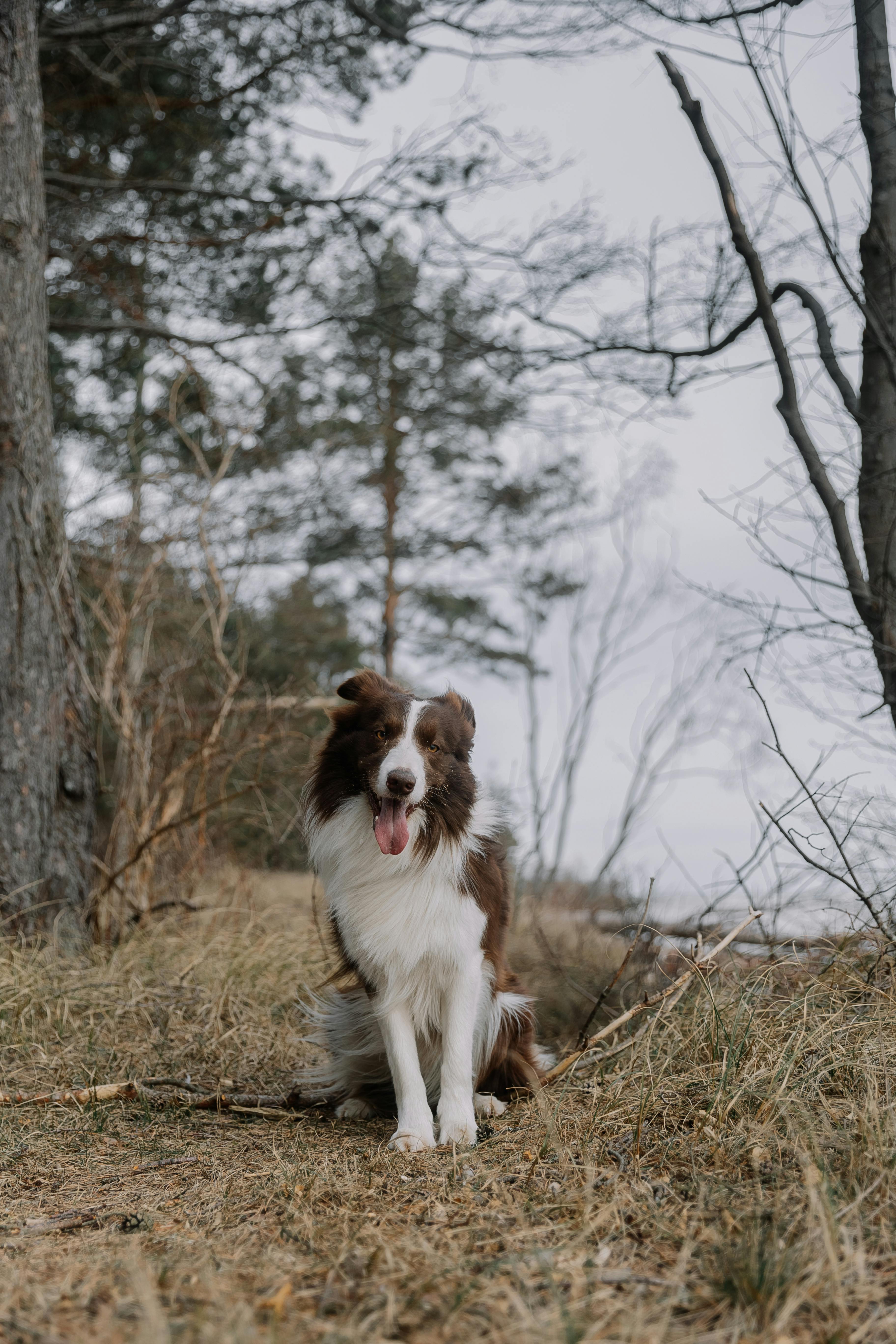 Border Collie in Water on Lakeshore · Free Stock Photo