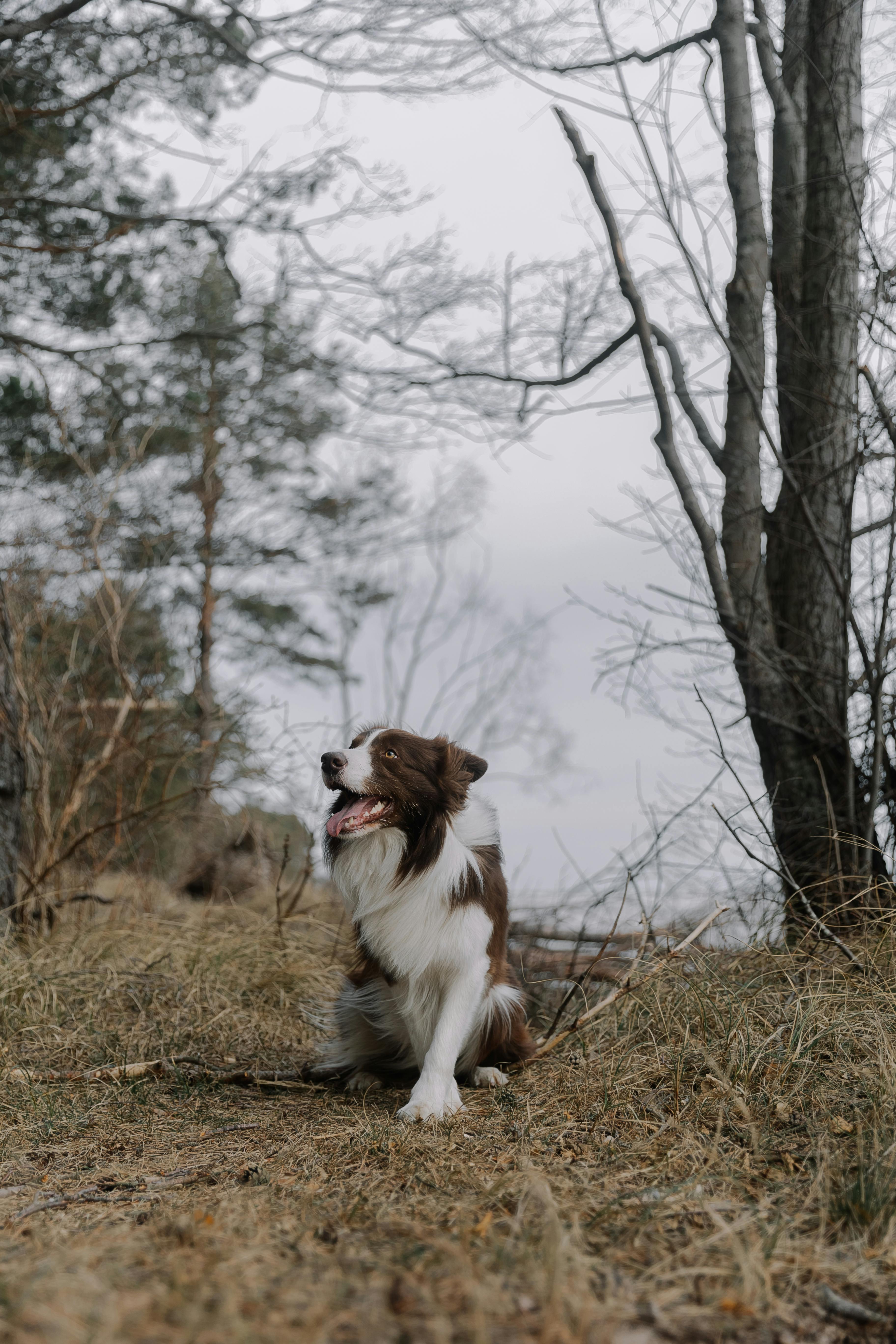 Border Collie in Water on Lakeshore · Free Stock Photo