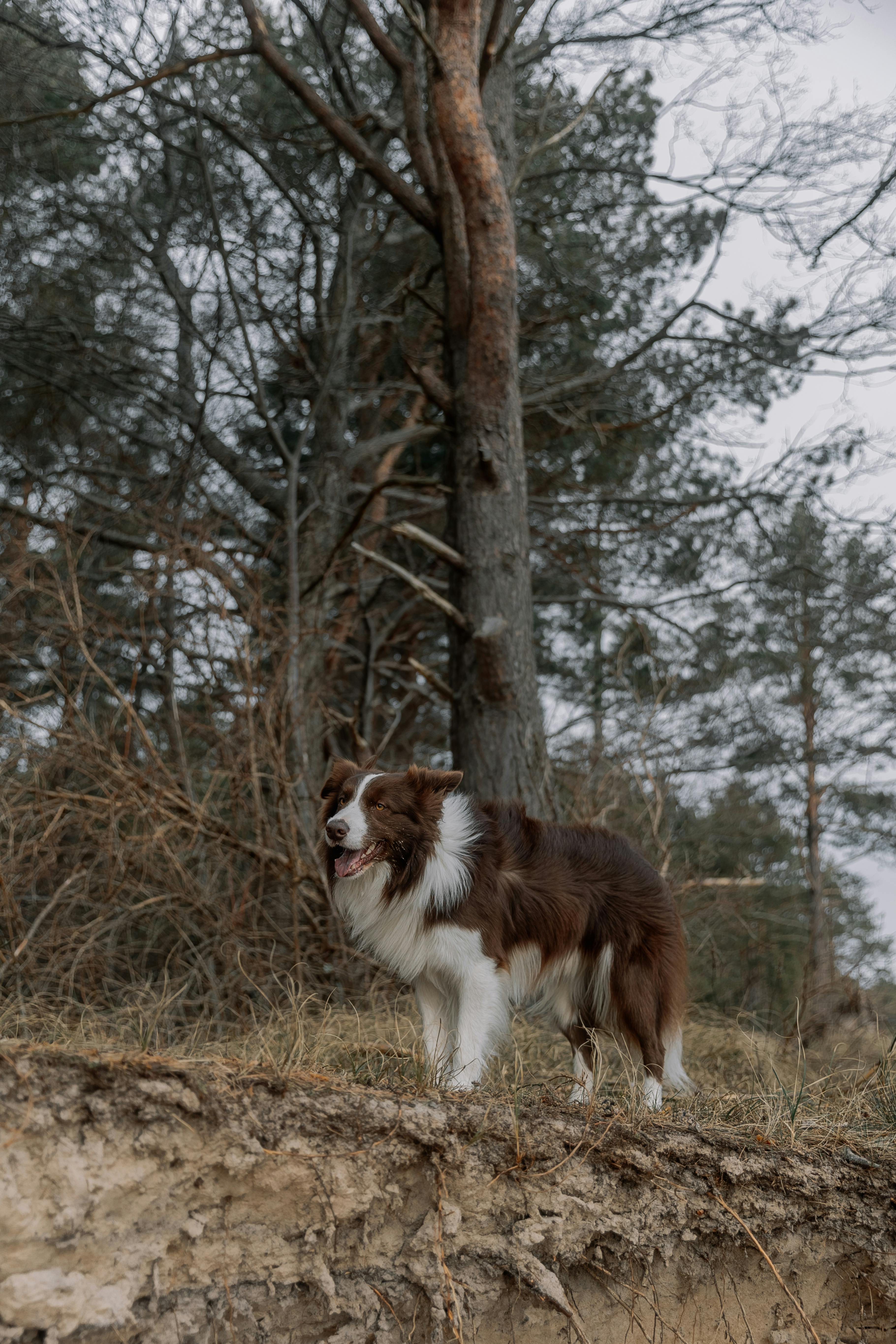 Dog and Trees behind · Free Stock Photo