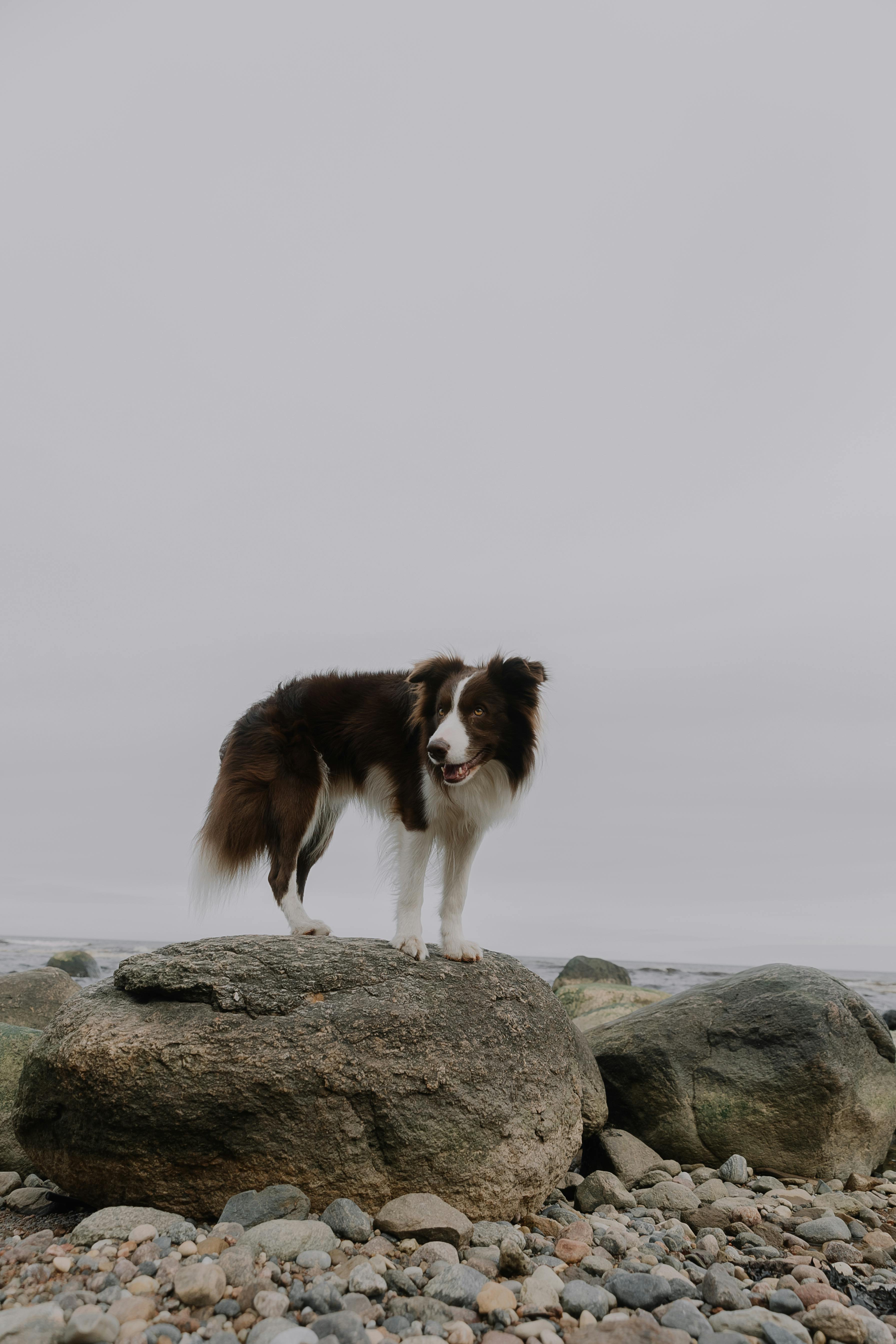 Dog on Rocks · Free Stock Photo