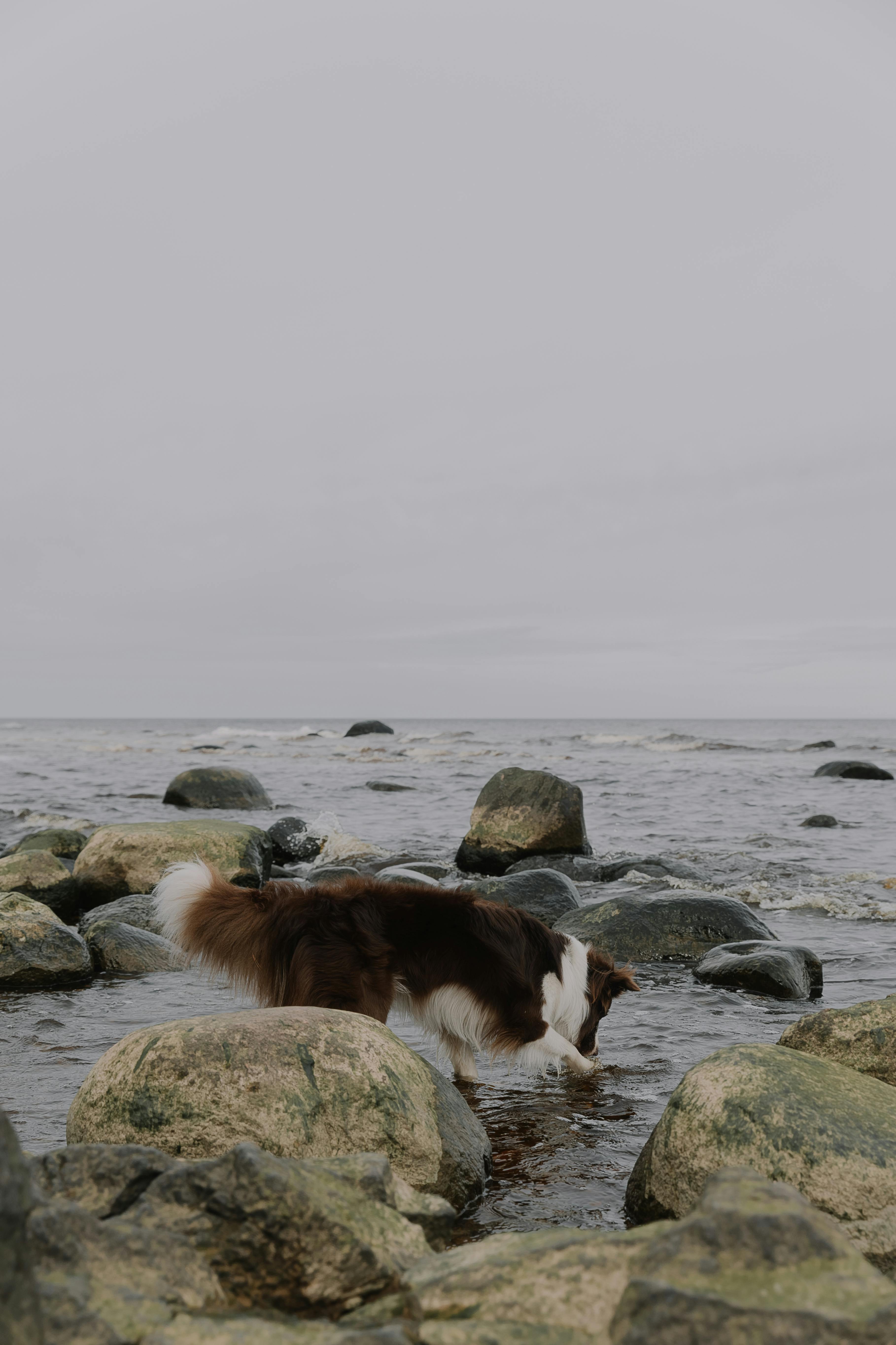 Border Collie in Abandoned Building Ruins · Free Stock Photo