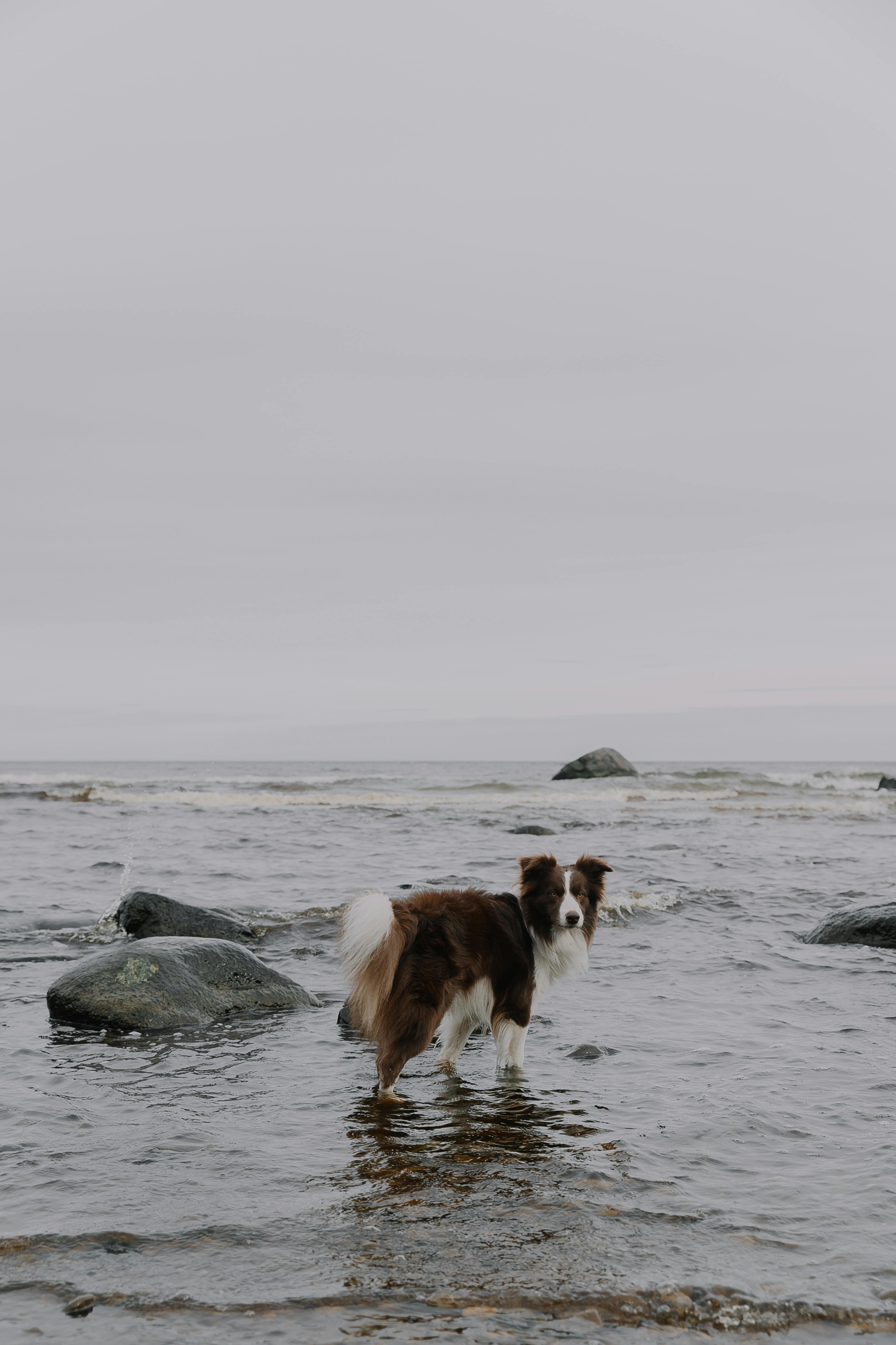 Dog on Sea Shore · Free Stock Photo