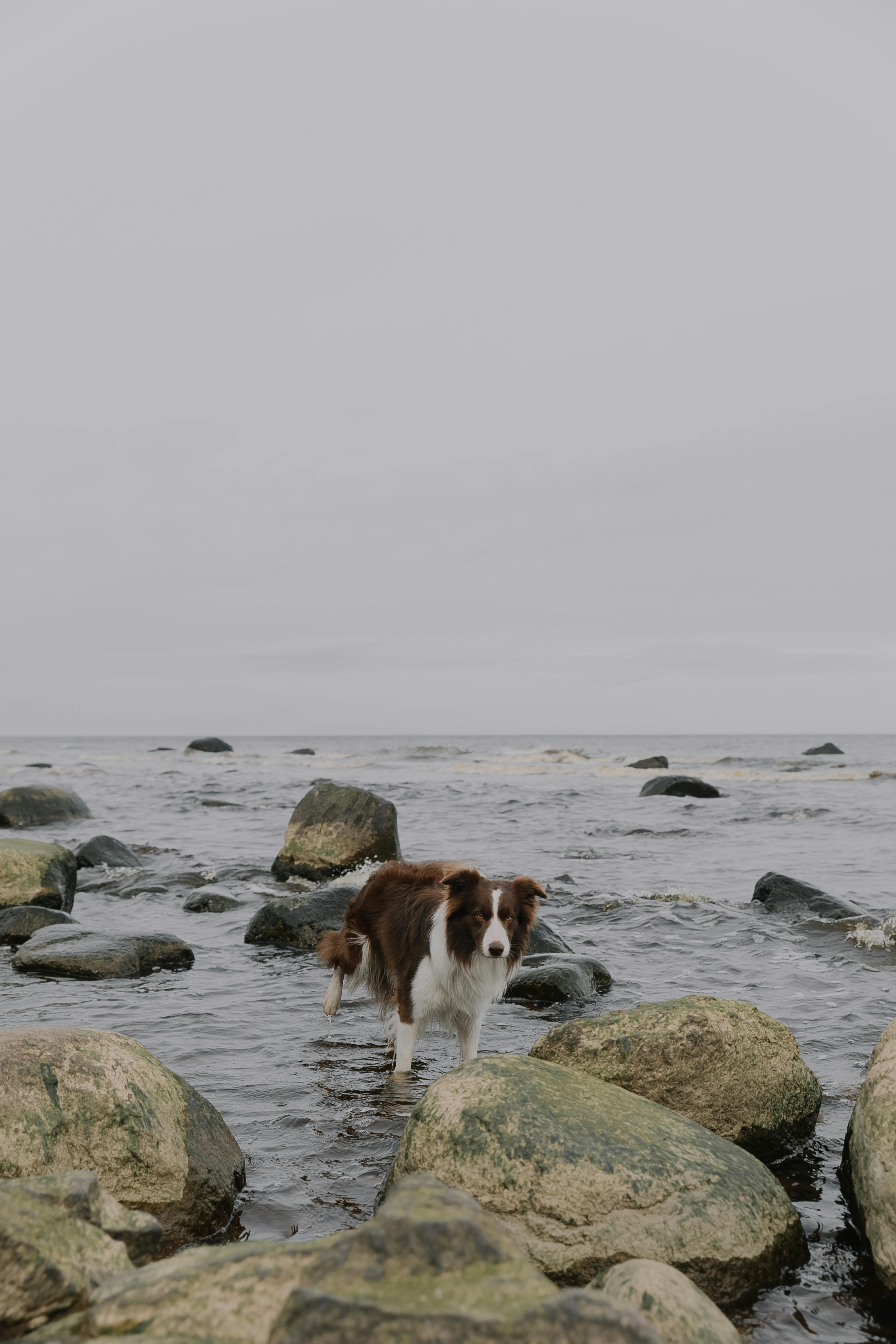 Dog In Sea Photos, Download The BEST Free Dog In Sea Stock Photos & HD ...