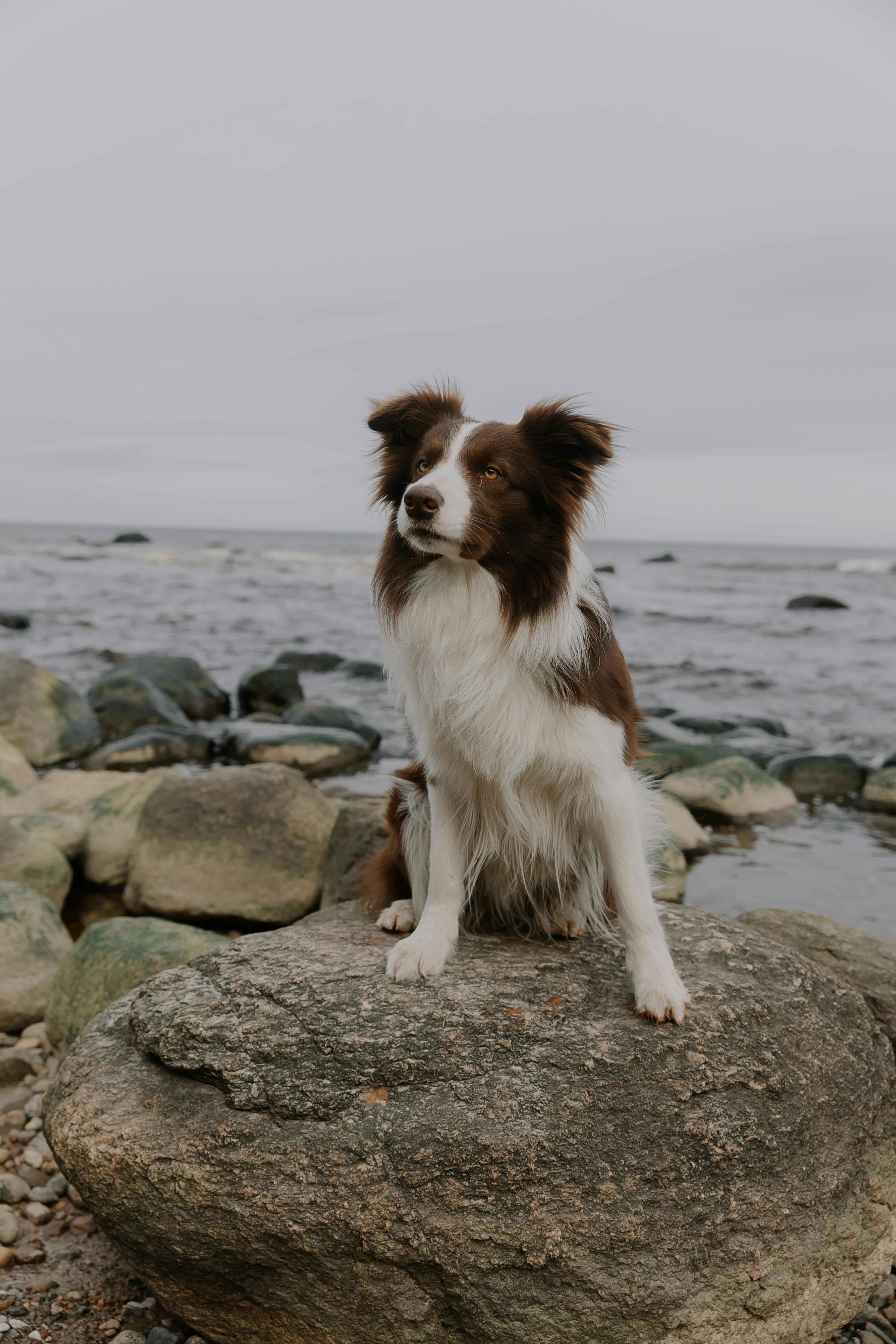 Dog on Rocks on Shore under Clouds · Free Stock Photo