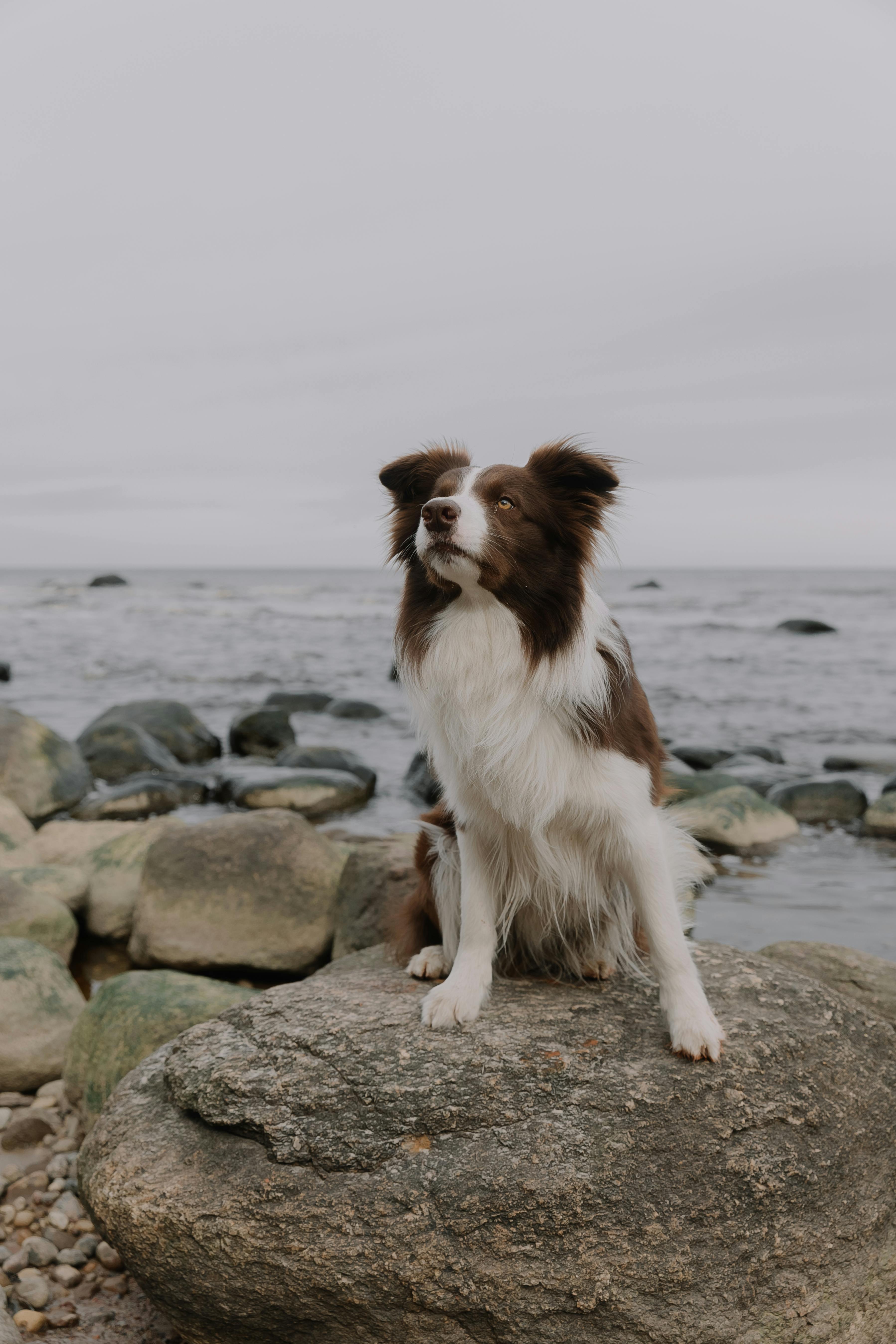 Rock Next To The Sae Photos, Download The BEST Free Rock Next To The ...