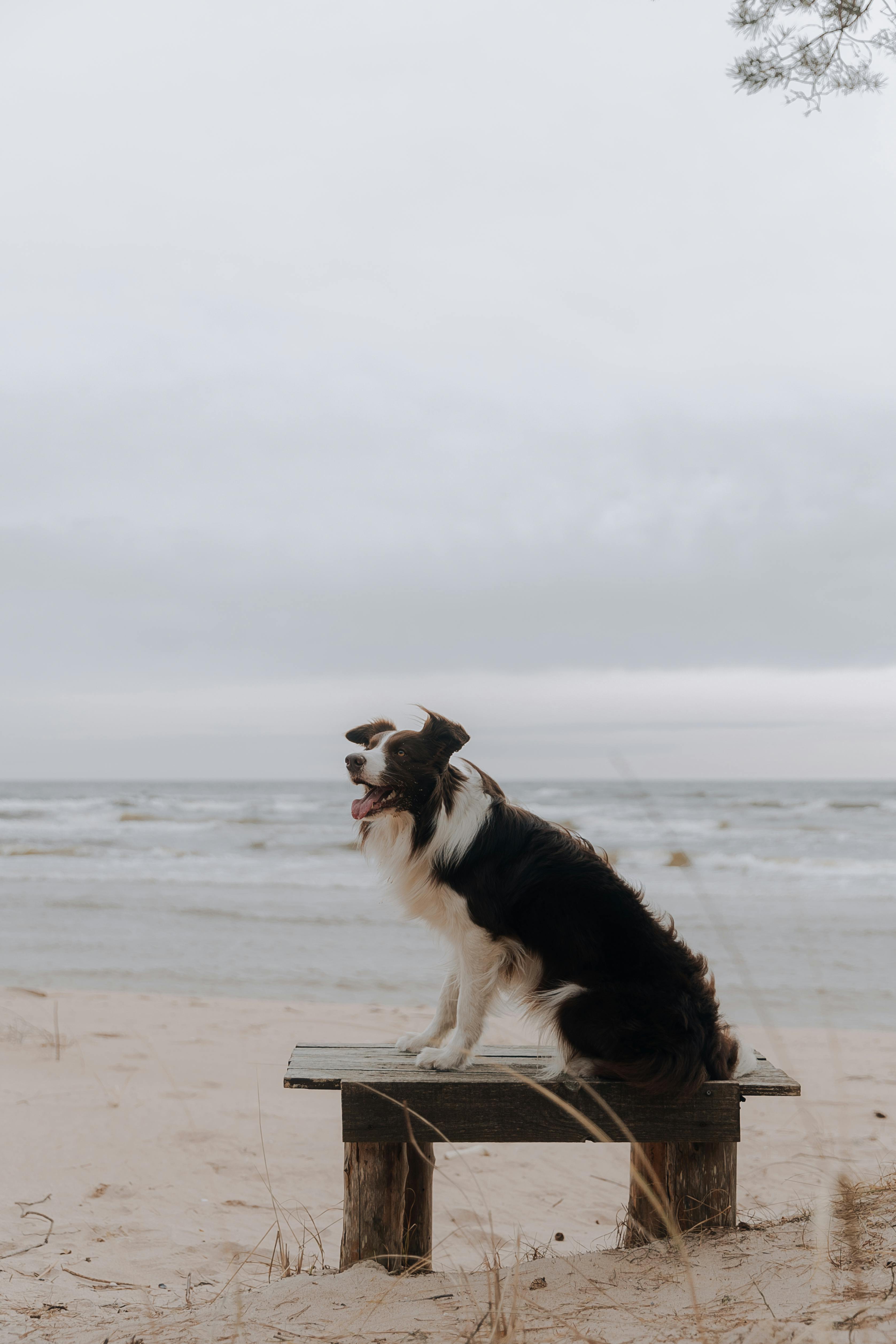 Border Collie Sitting on Bench on Beach · Free Stock Photo