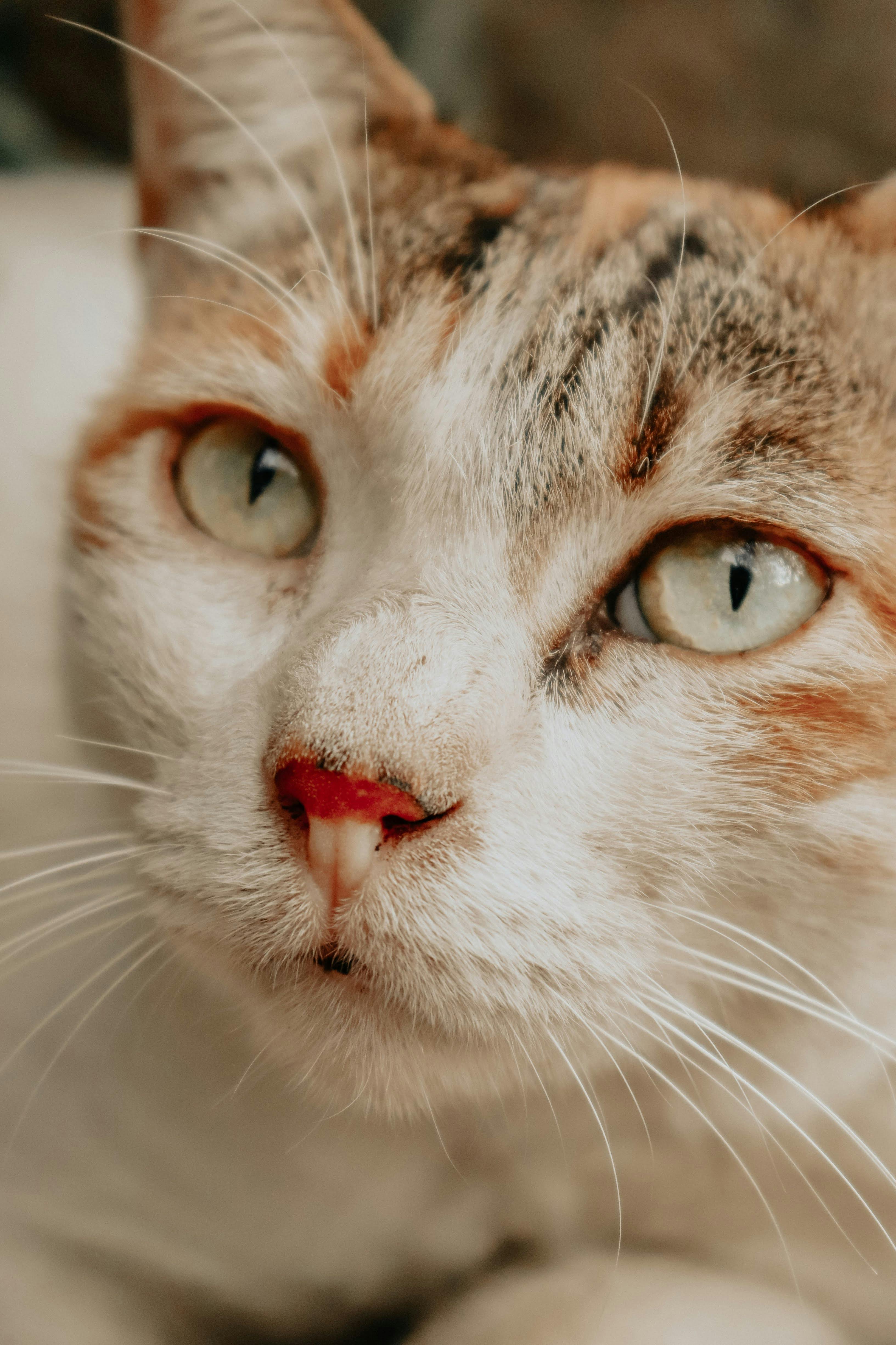 Close up of Cat Head · Free Stock Photo