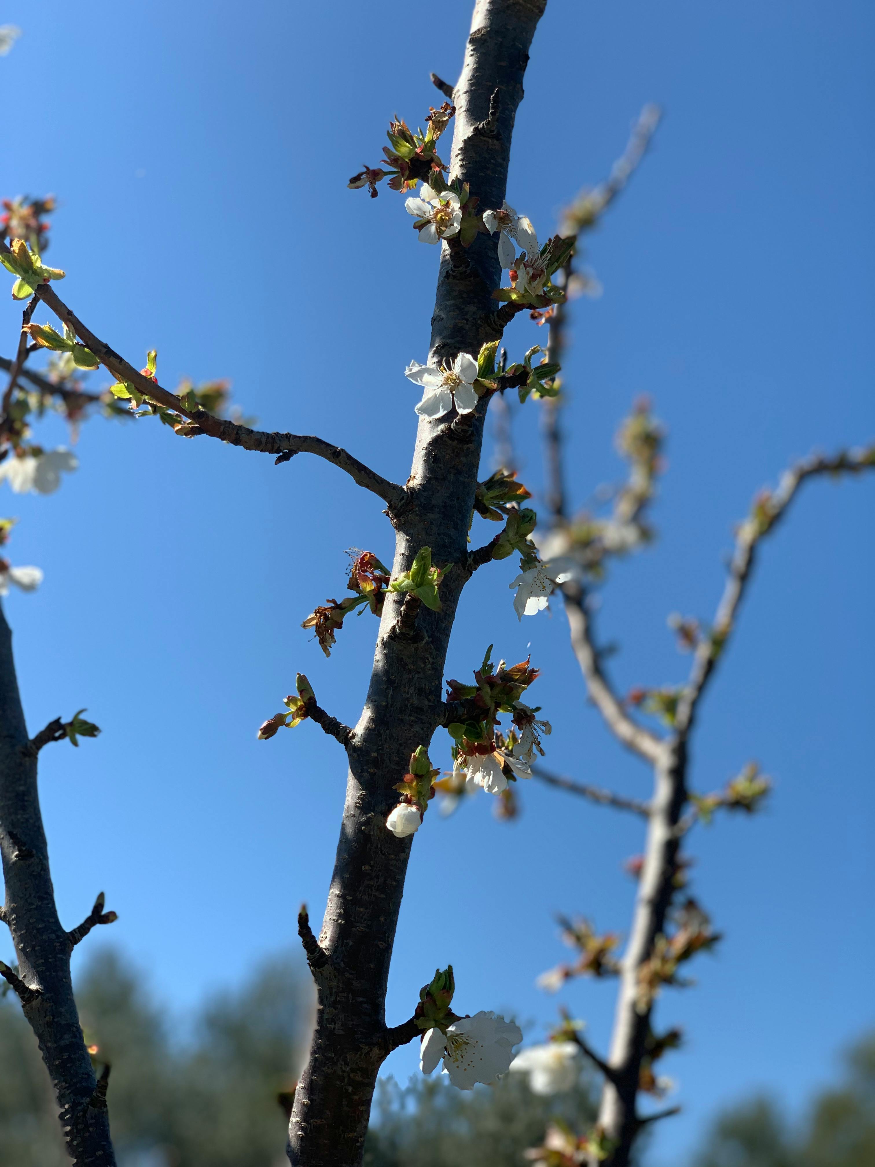 Sidorela Shehaj - 사진