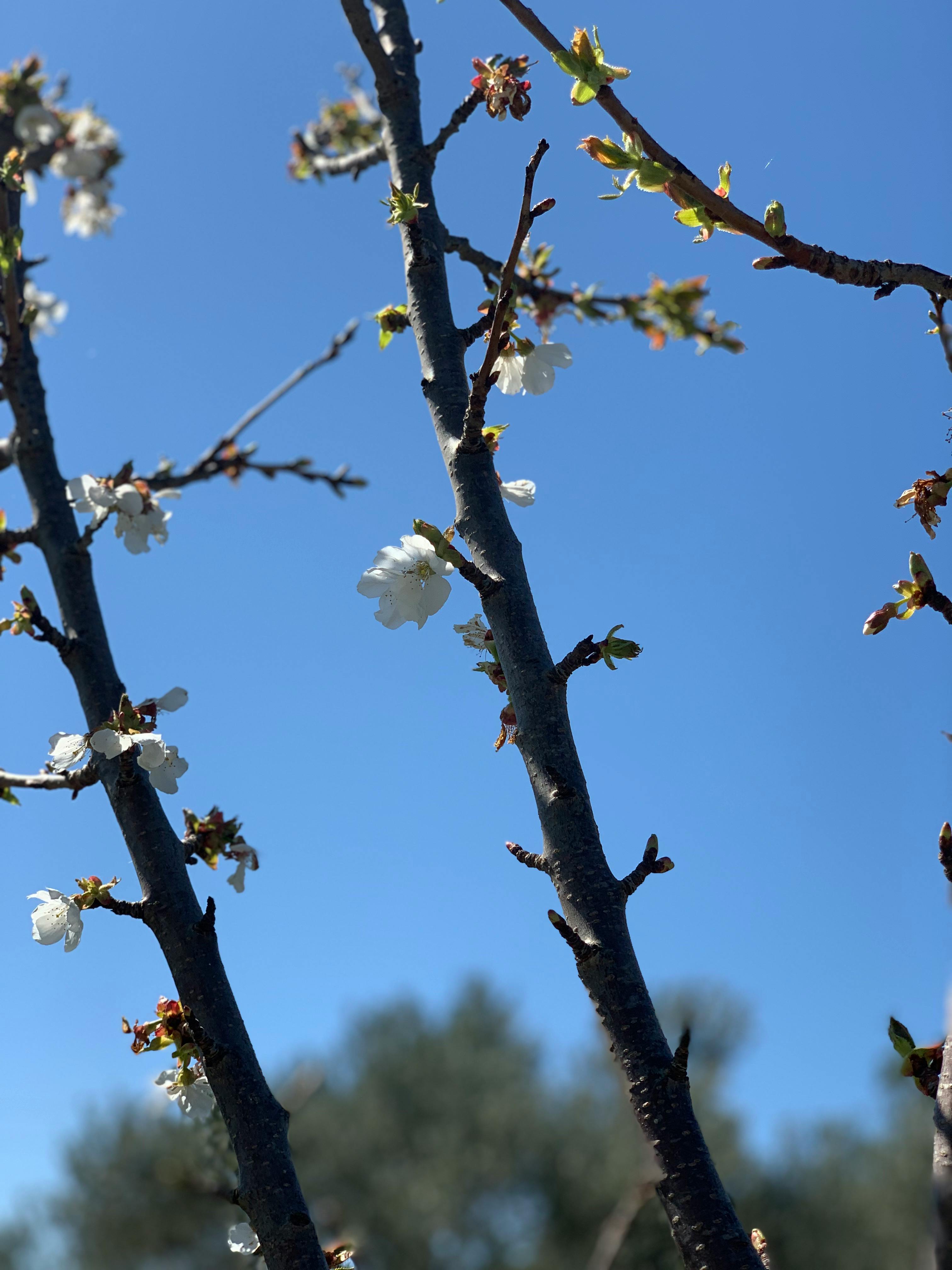 Sidorela Shehaj - 사진