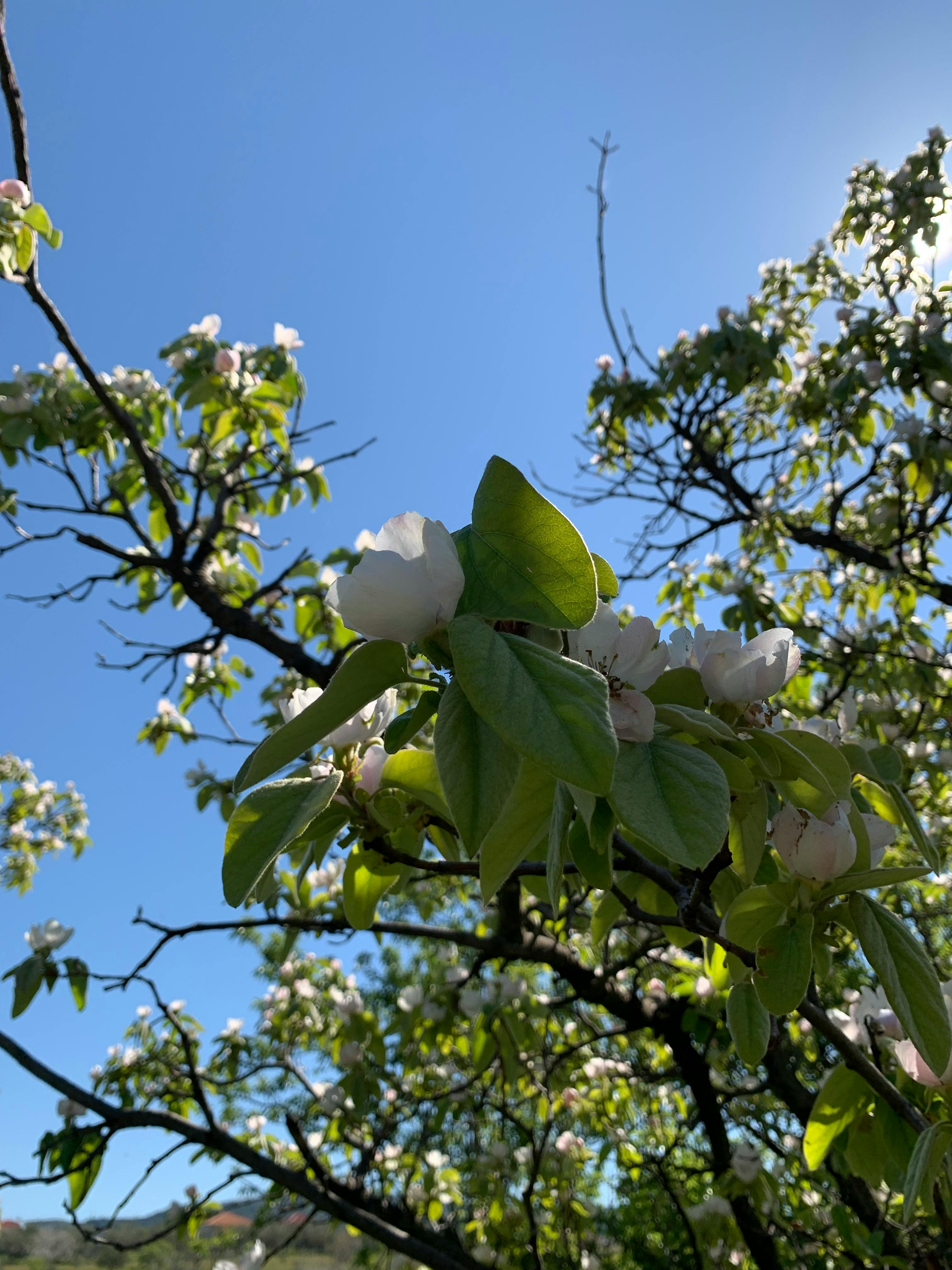 Sidorela Shehaj - 사진