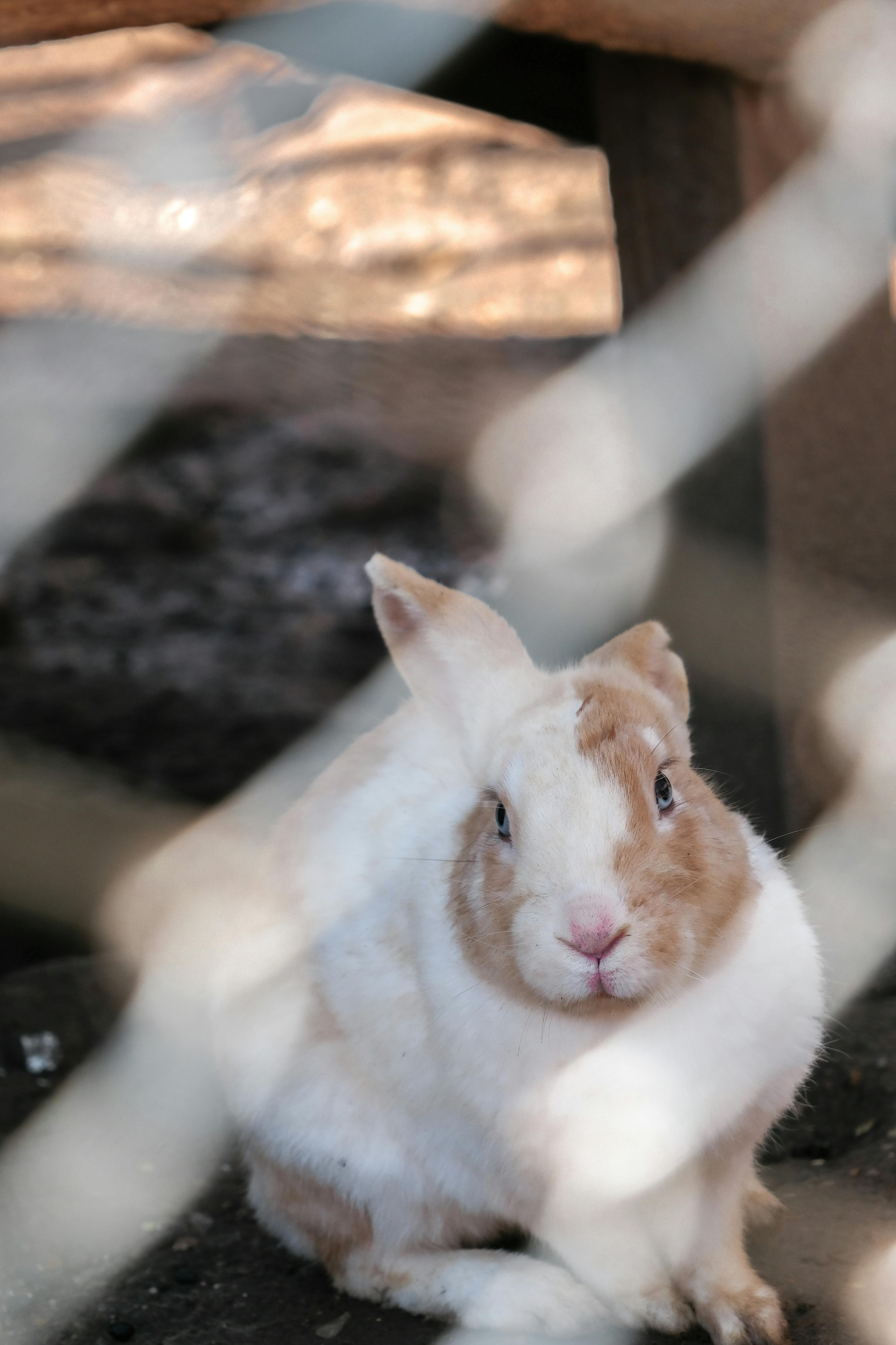 A Domestic Rabbit behind a Fence · Free Stock Photo