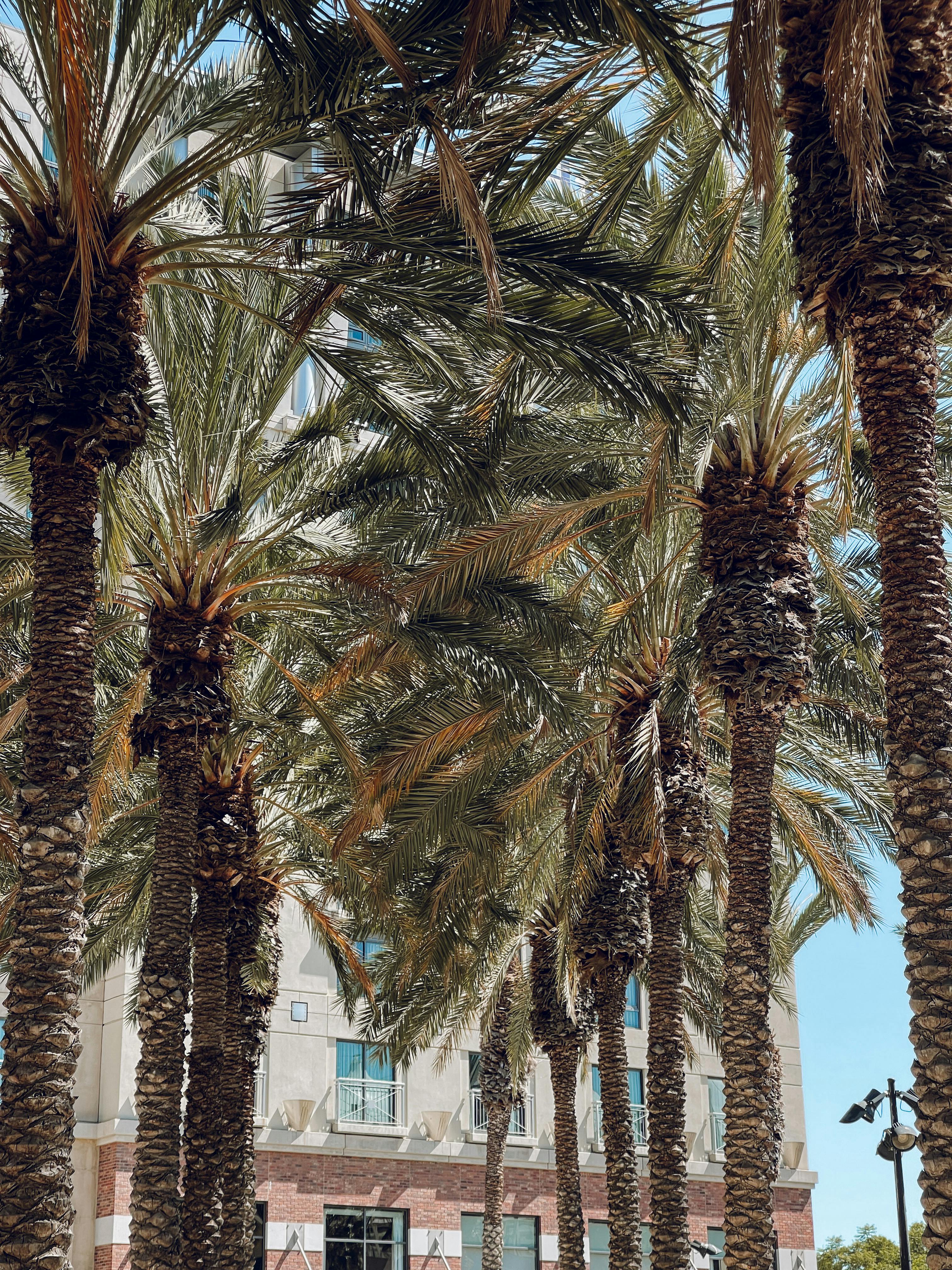 Pam Tree in front of the Building · Free Stock Photo