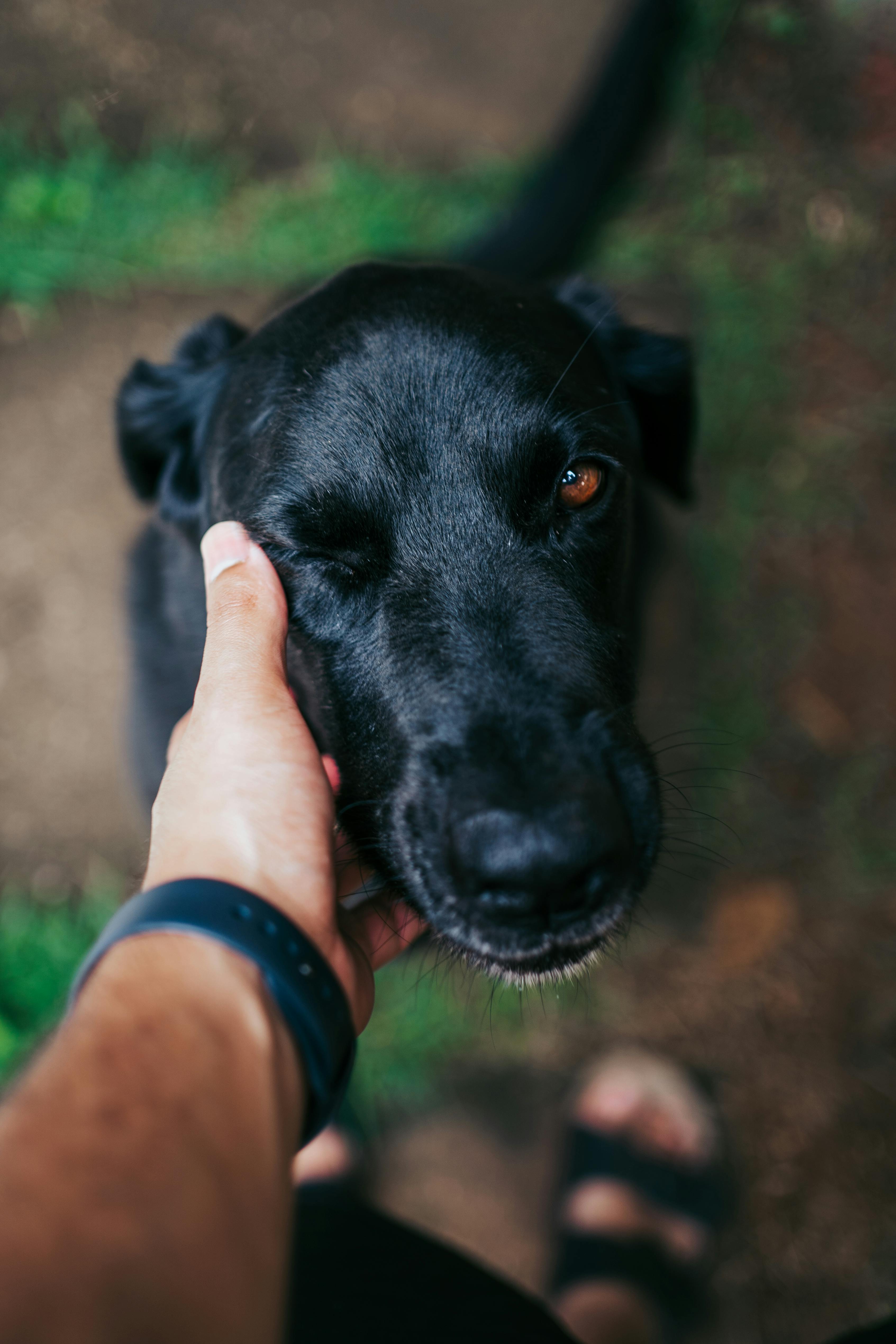 Hand Patting Black Dog · Free Stock Photo