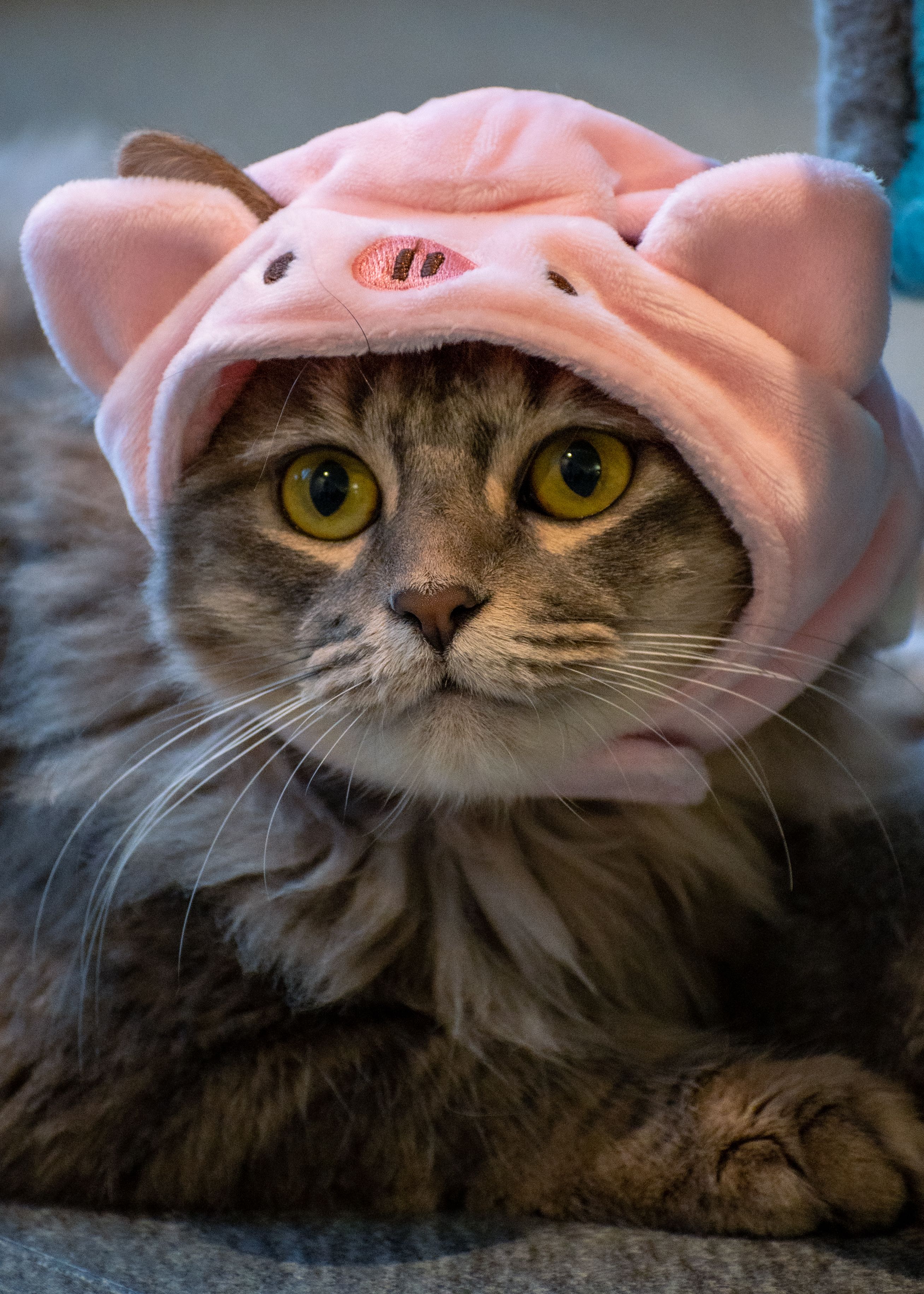 Cat in Pig Hat · Free Stock Photo