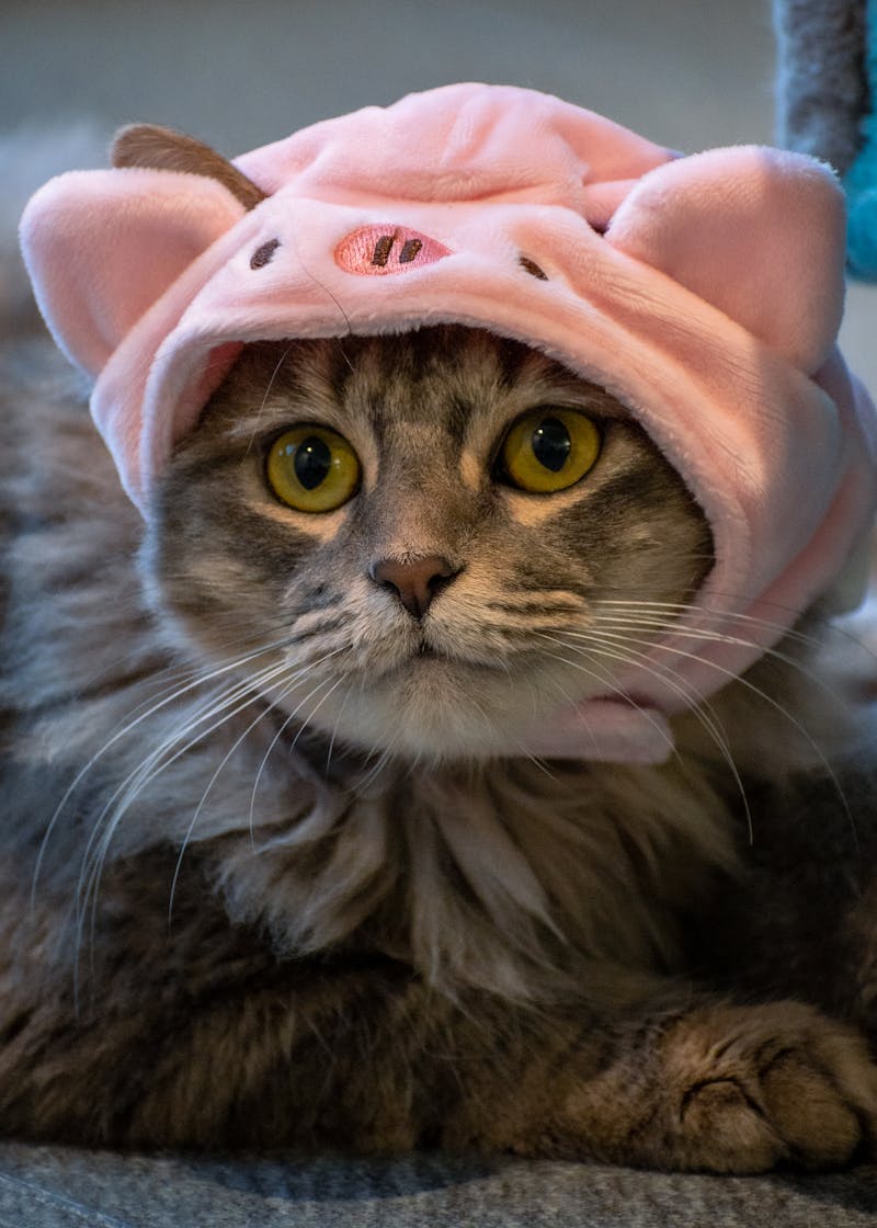 Pig Cat Photos, Download The BEST Free Pig Cat Stock Photos & HD Images