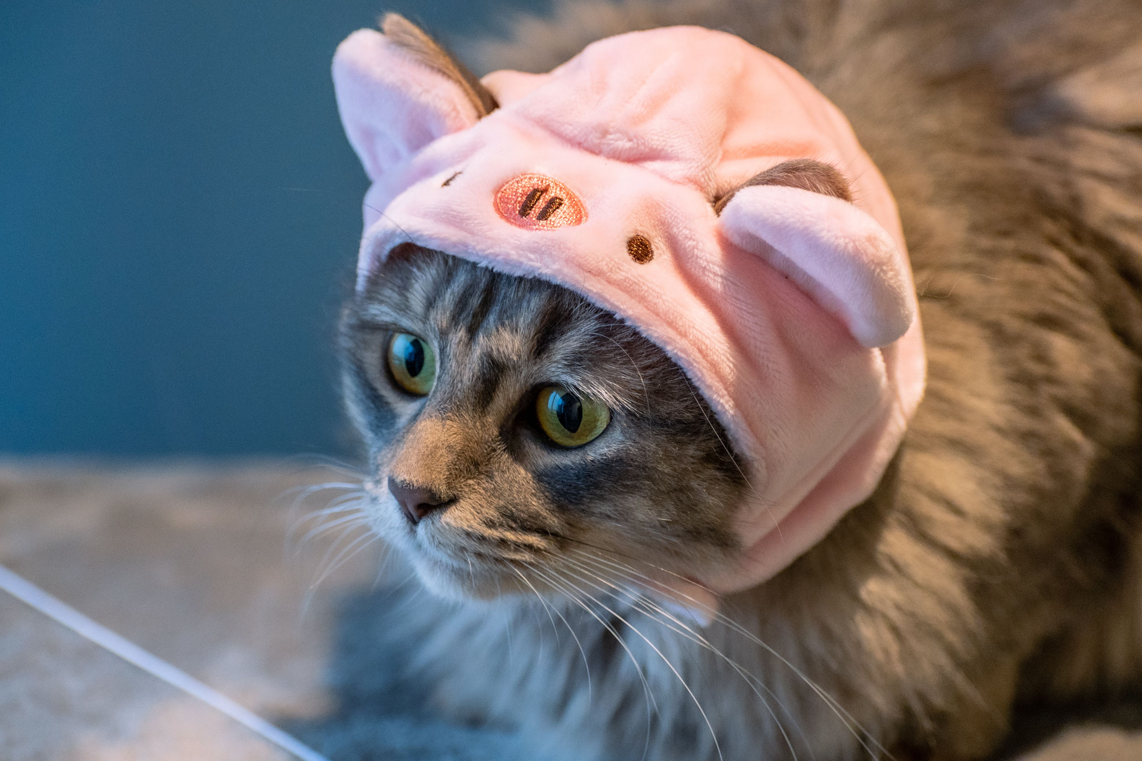 Attention Pig Photos, Download The BEST Free Attention Pig Stock Photos ...