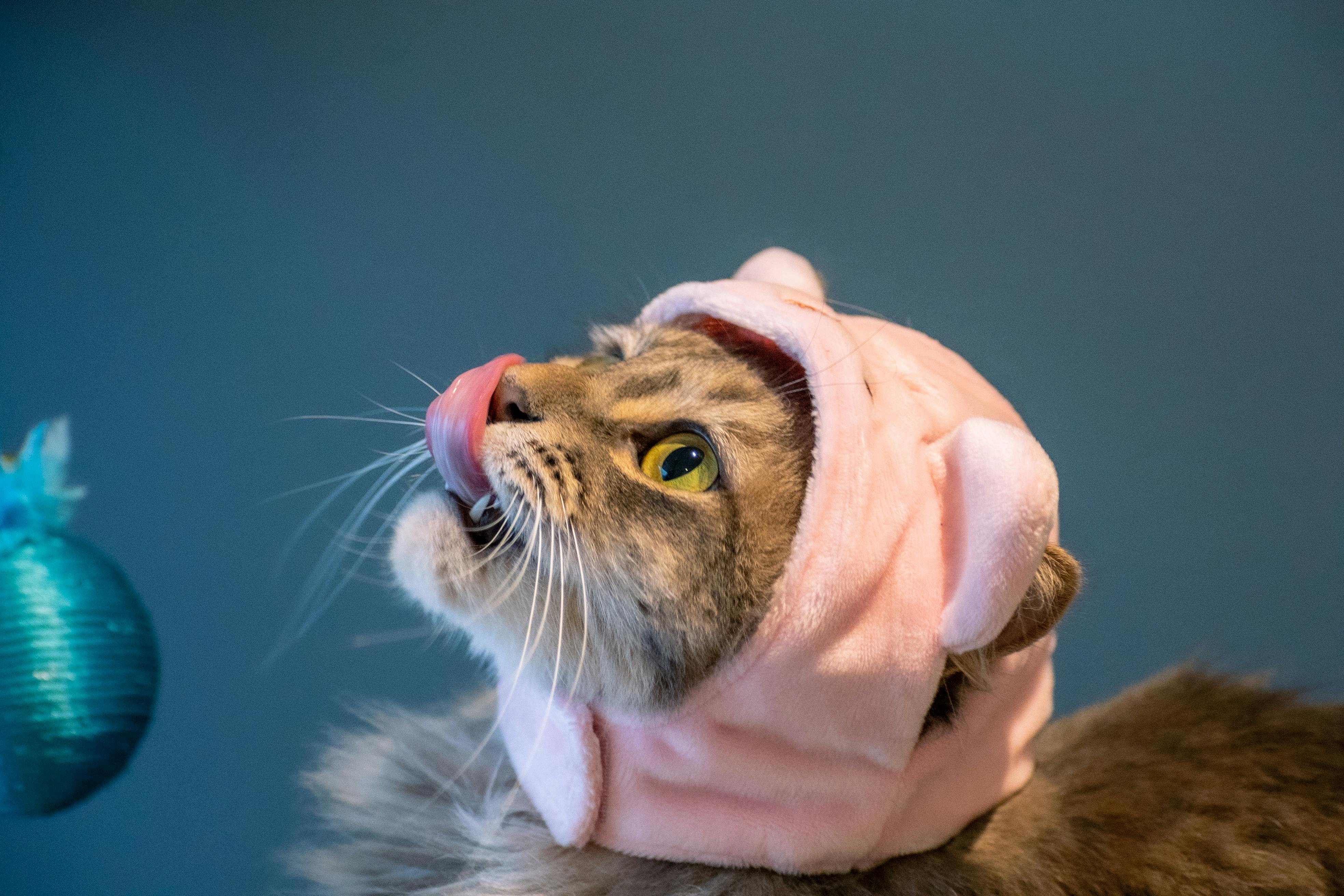Cute Brown Tabby Cat wearing Party Hat · Free Stock Photo