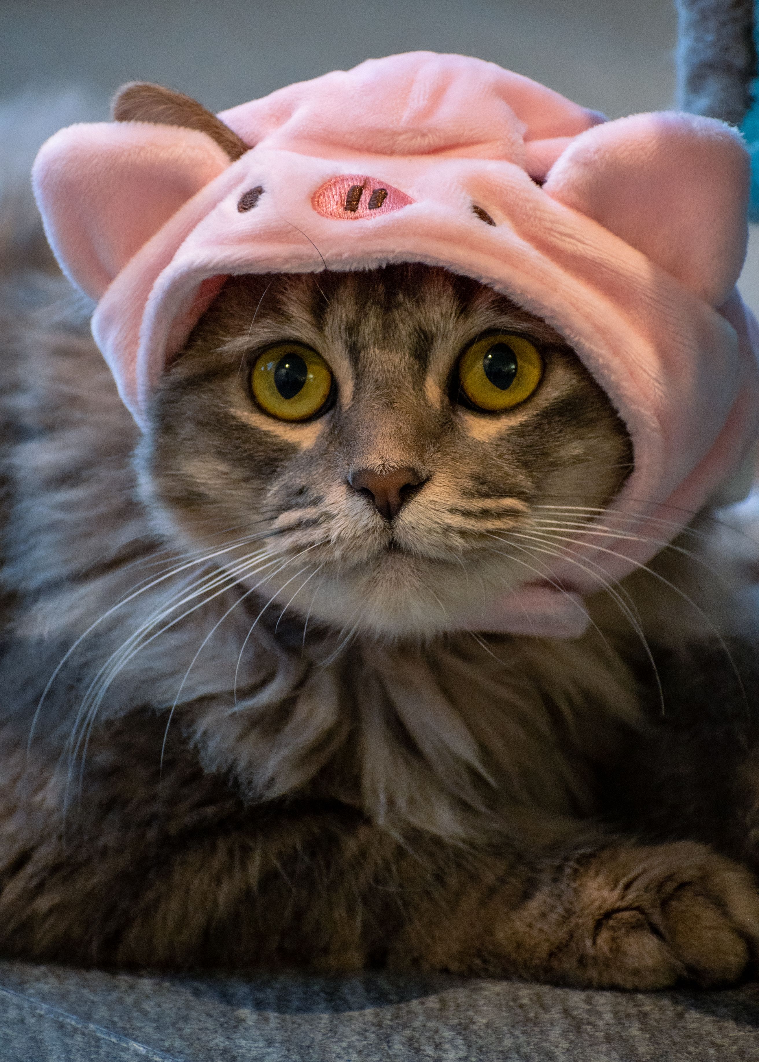 Cute Brown Tabby Cat wearing Party Hat · Free Stock Photo