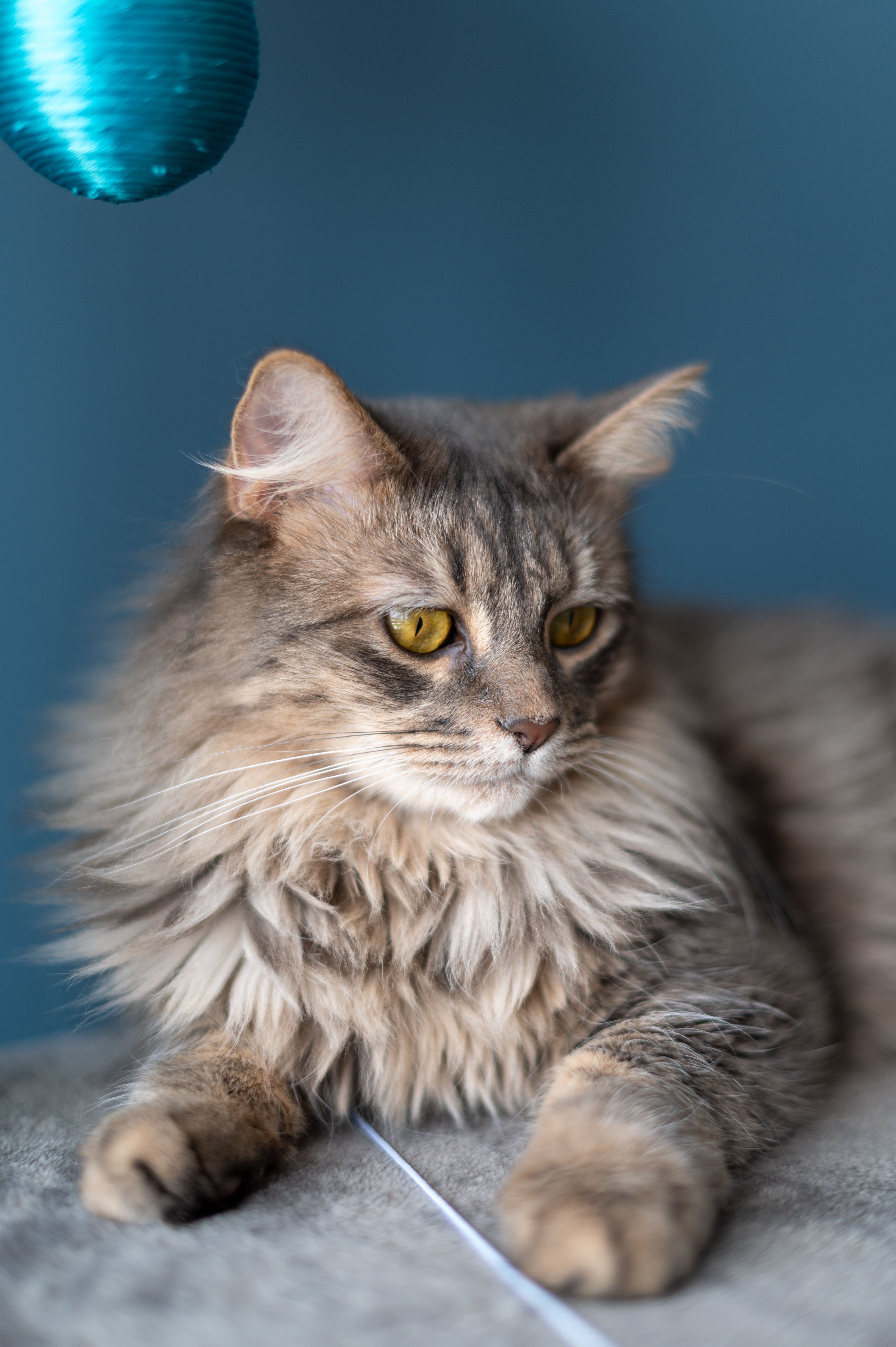 Portrait of a Fur Cat · Free Stock Photo