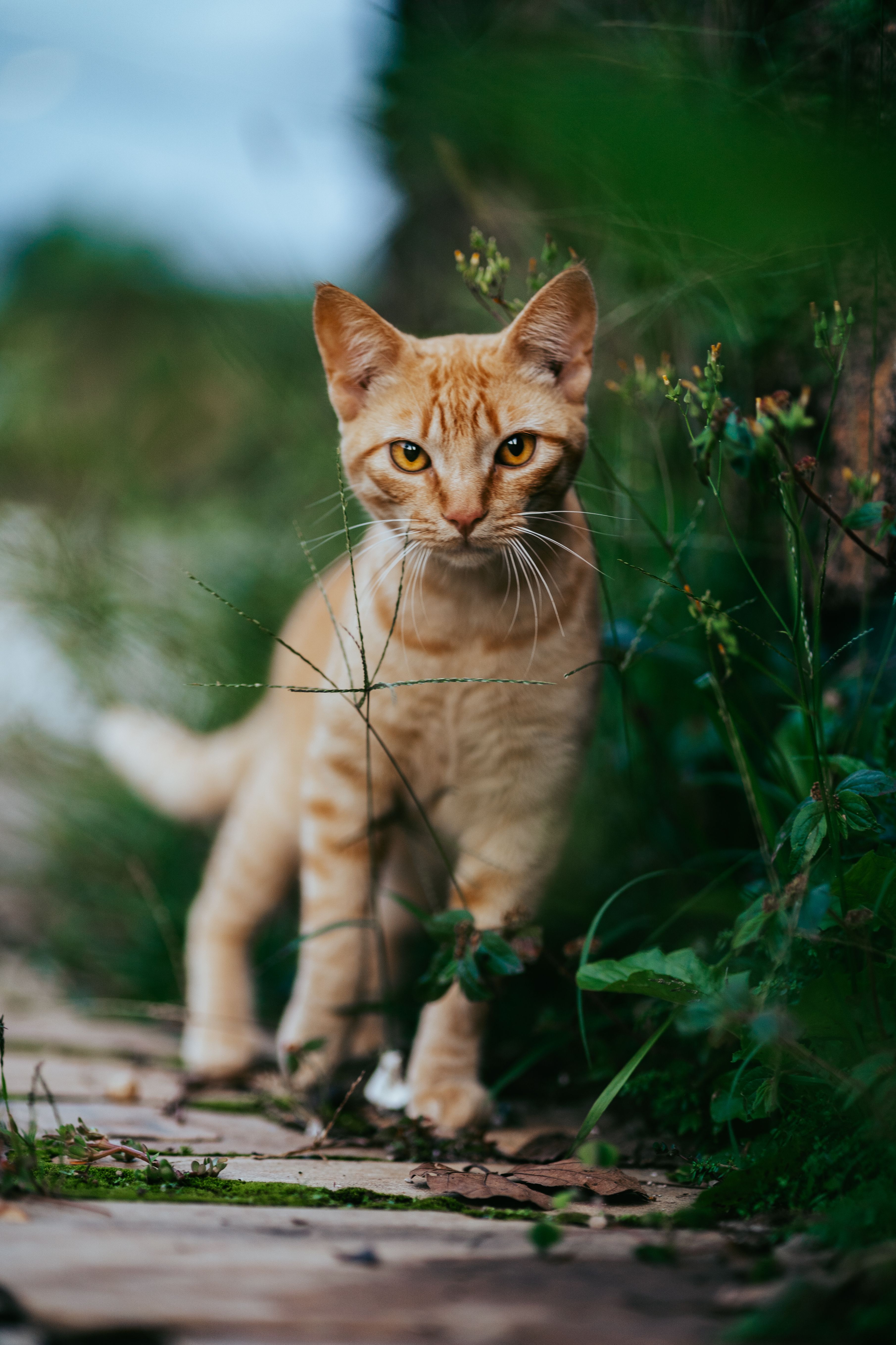 Photo of a Small Ginger Cat Standing near the Grass Outside · Free ...