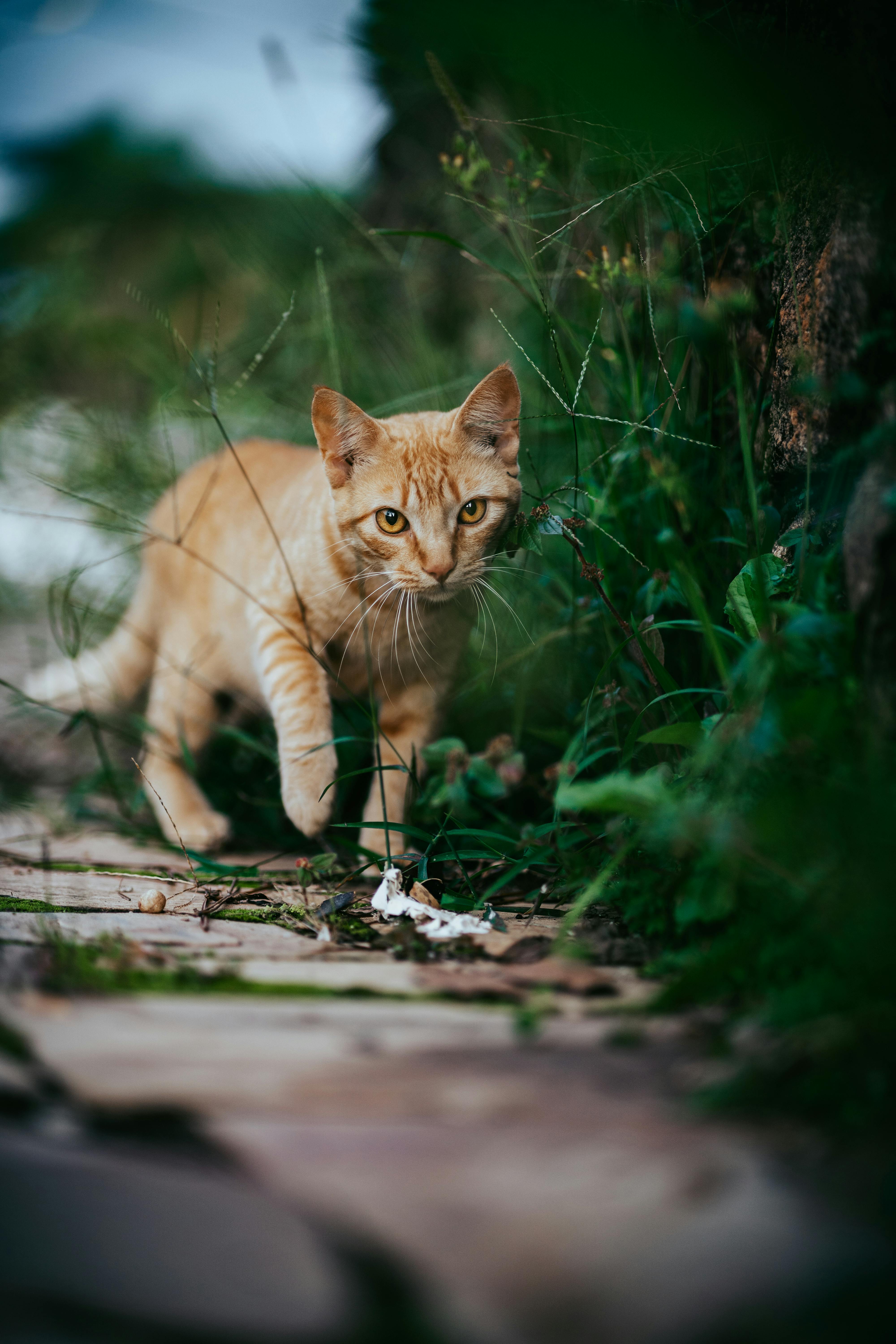 Ginger Cat on Ground · Free Stock Photo