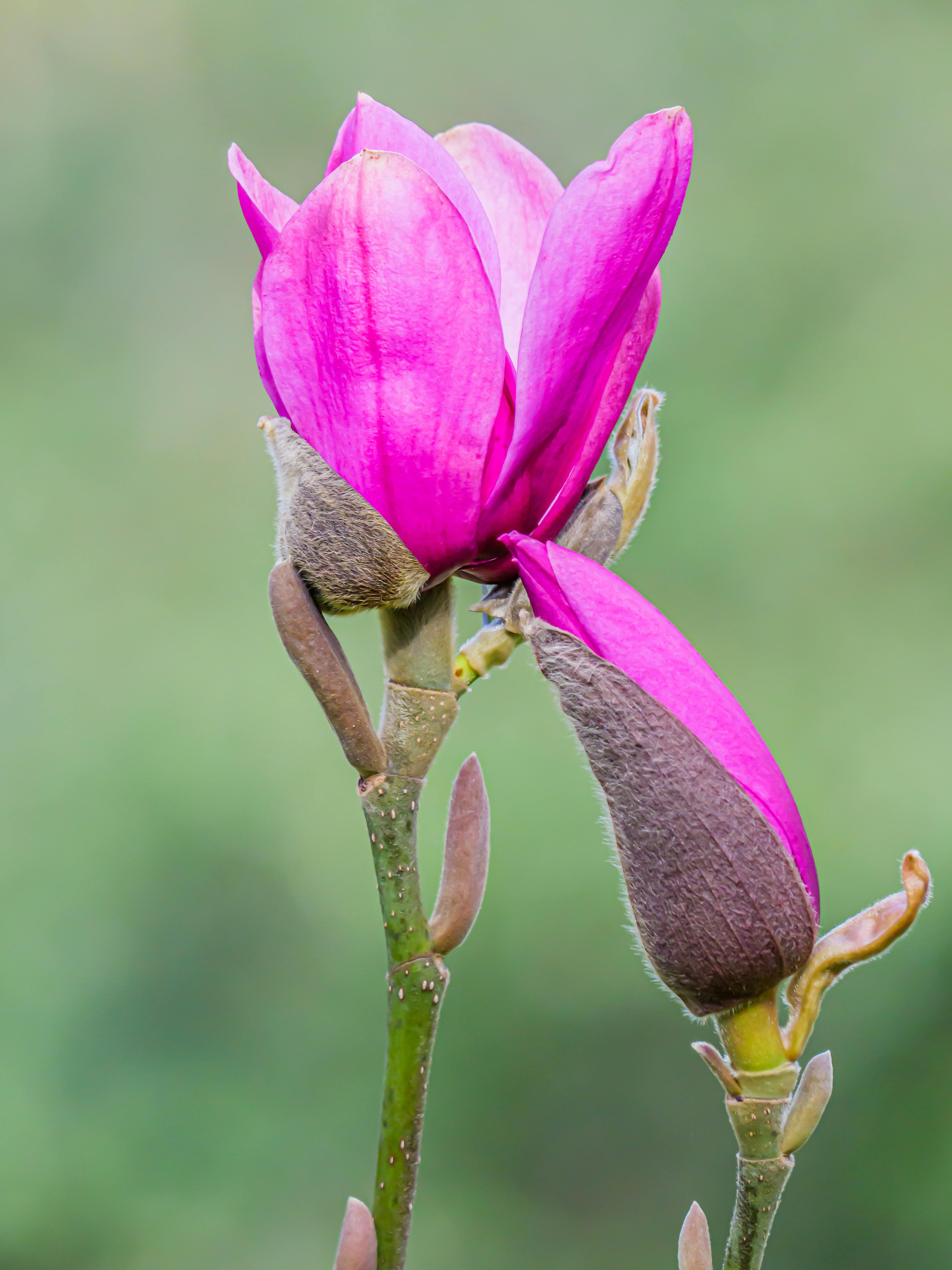 Close-up of Dark Pink Magnolia Flowers · Free Stock Photo