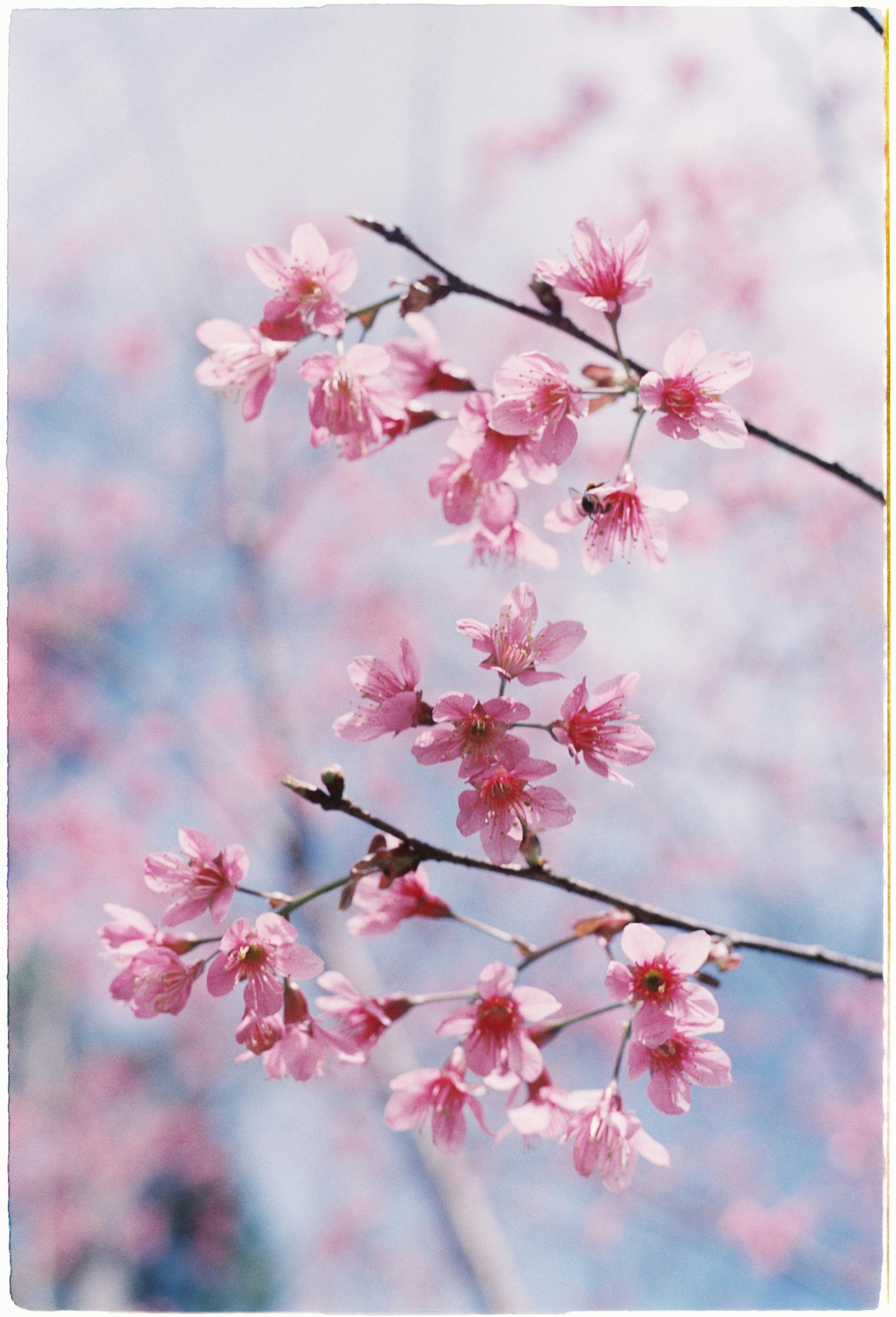 Spring Pink Tree Blossoms · Free Stock Photo