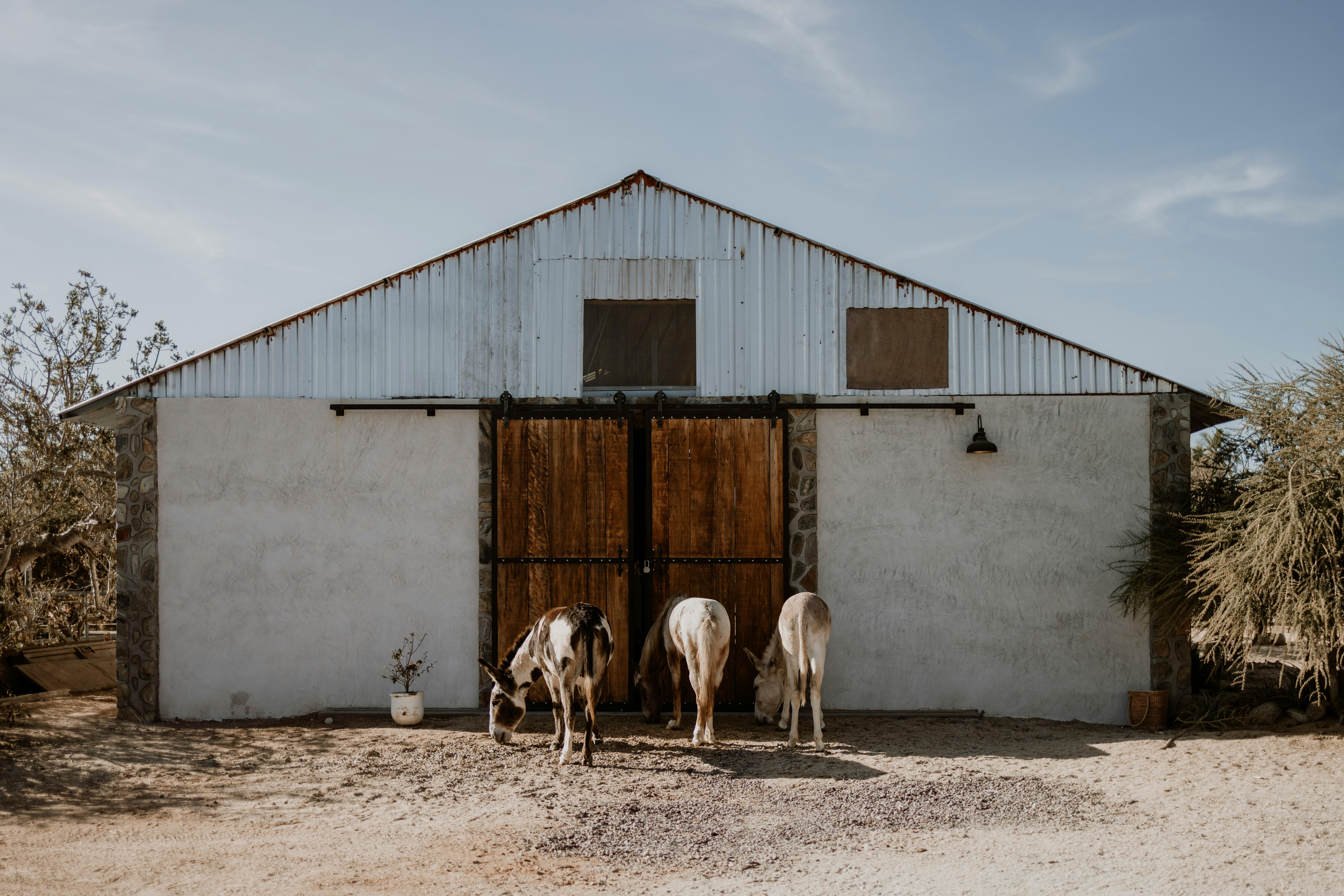 Donkeys near Barn Door · Free Stock Photo