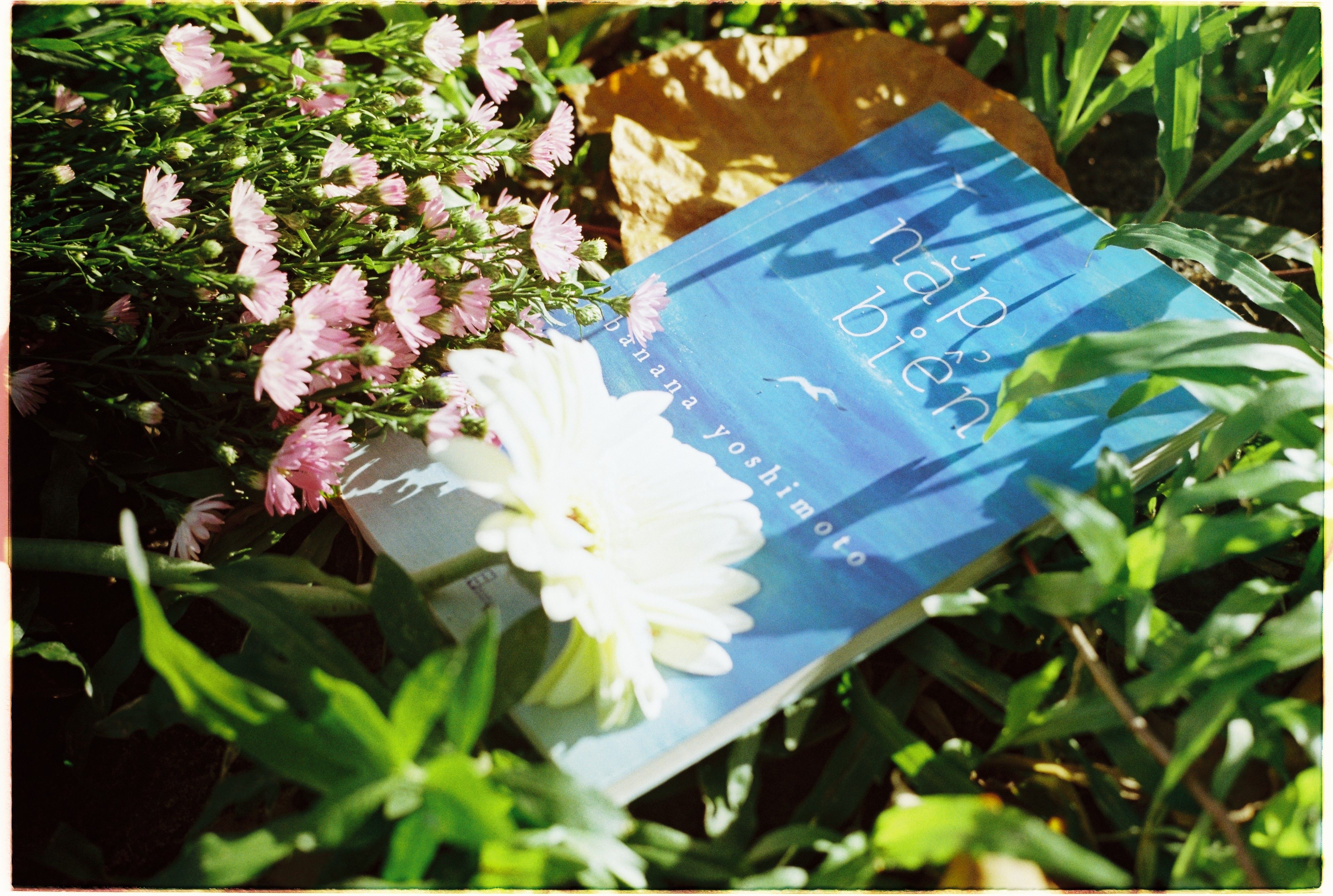 A Book on the Ground between grass and Flowers · Free Stock Photo