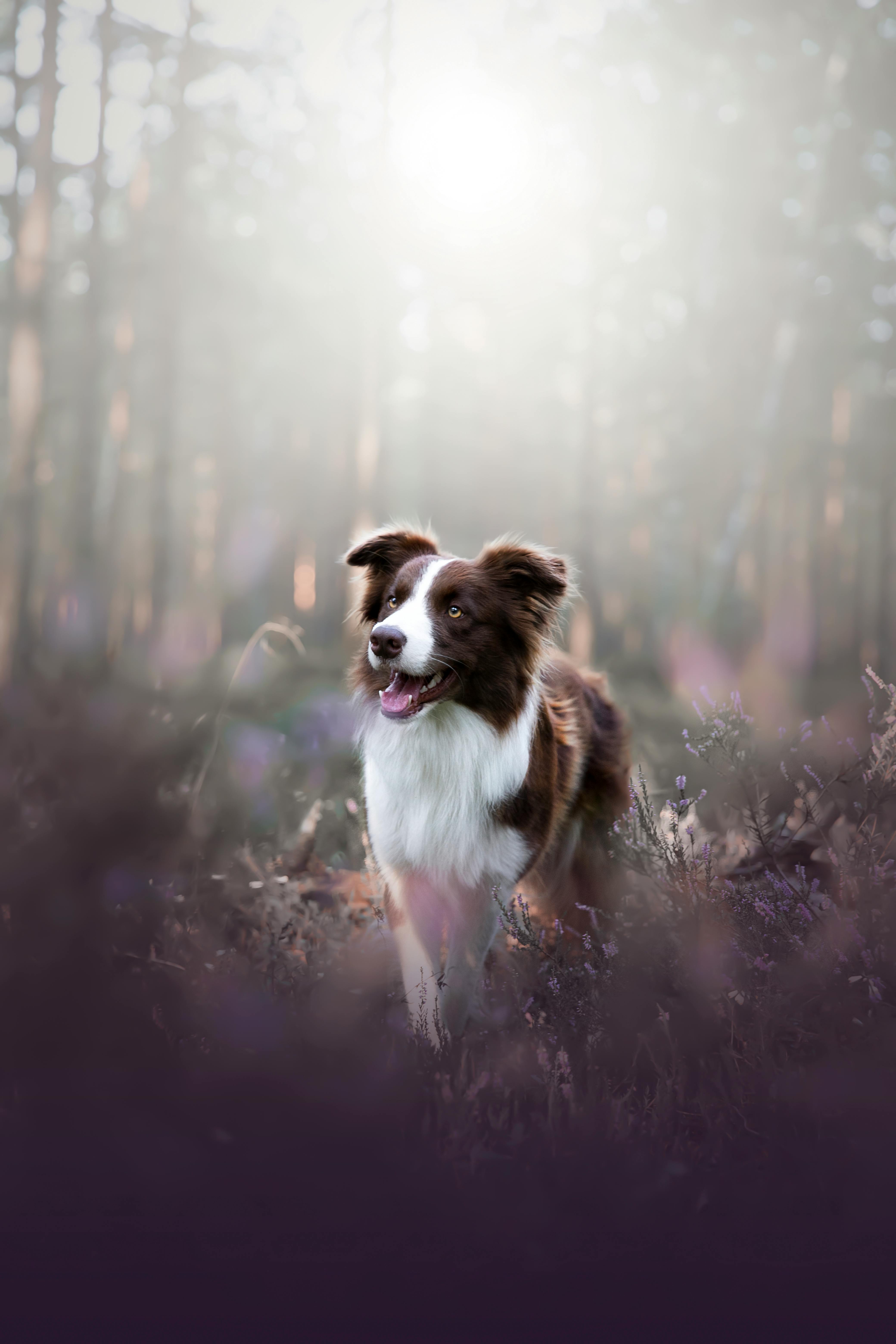 Dogs Wearing Bandanas in Meadow · Free Stock Photo