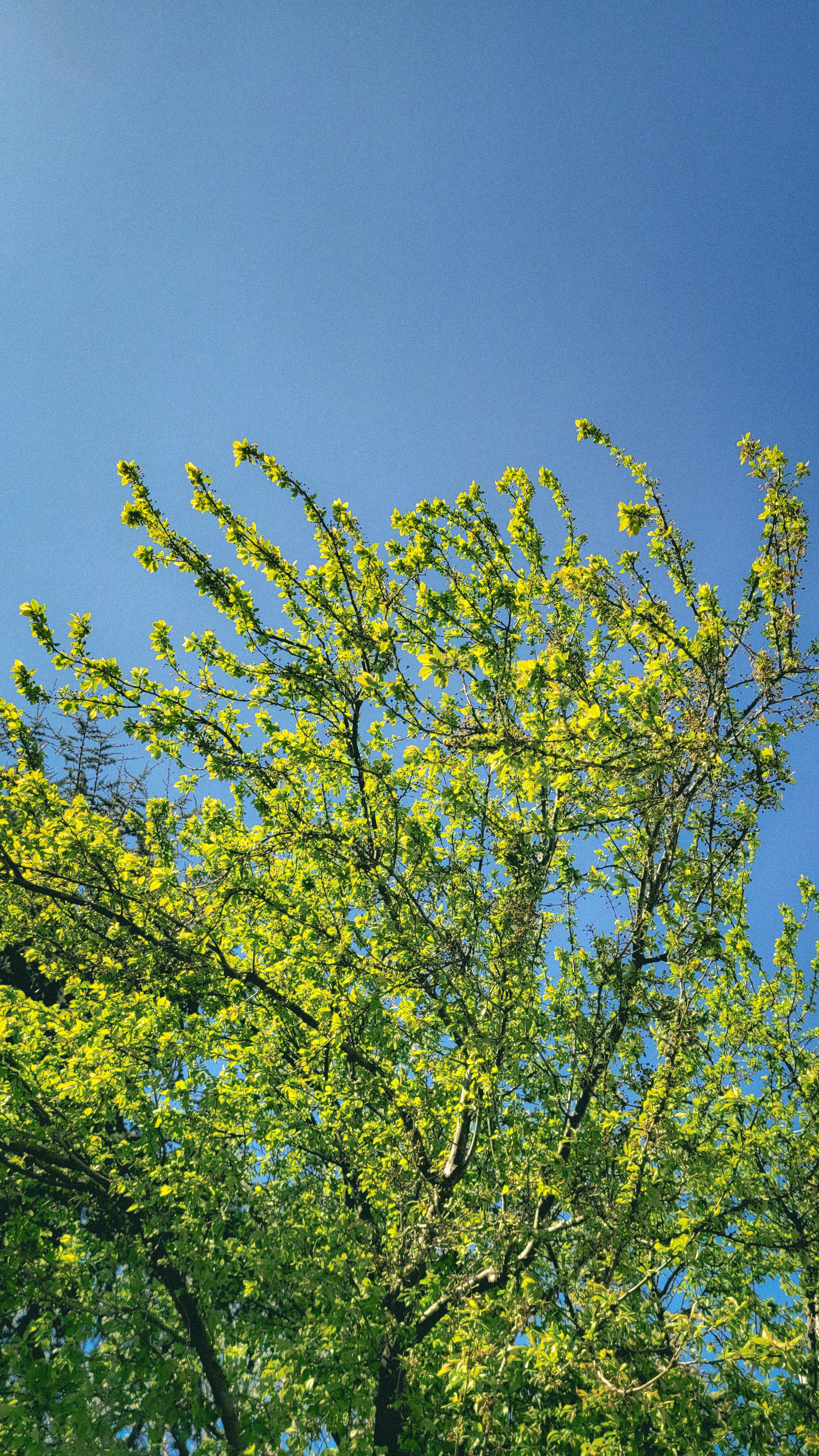Spring Foliage Tree · Free Stock Photo