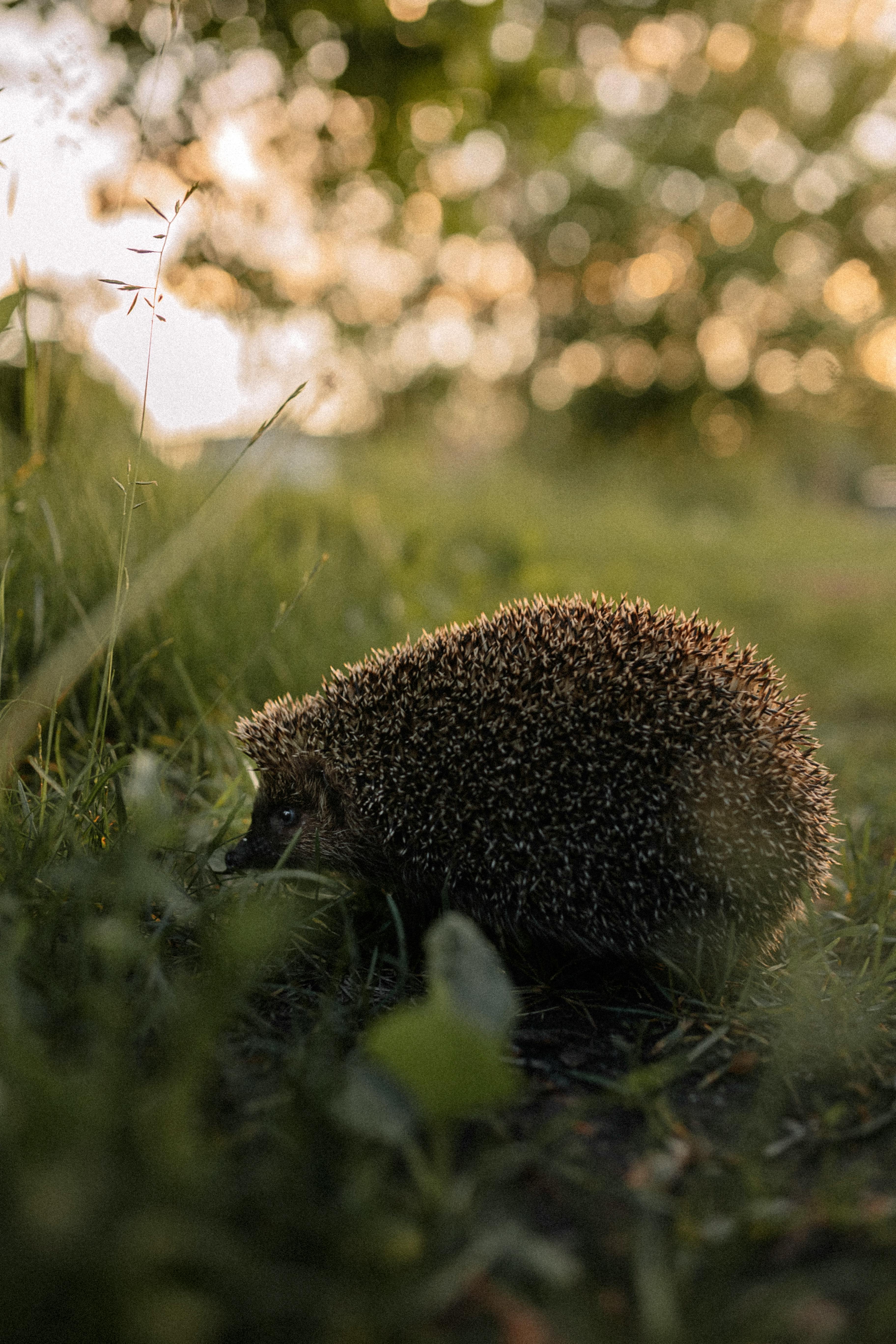 Hedgehog Wallpaper Photos, Download The BEST Free Hedgehog Wallpaper ...