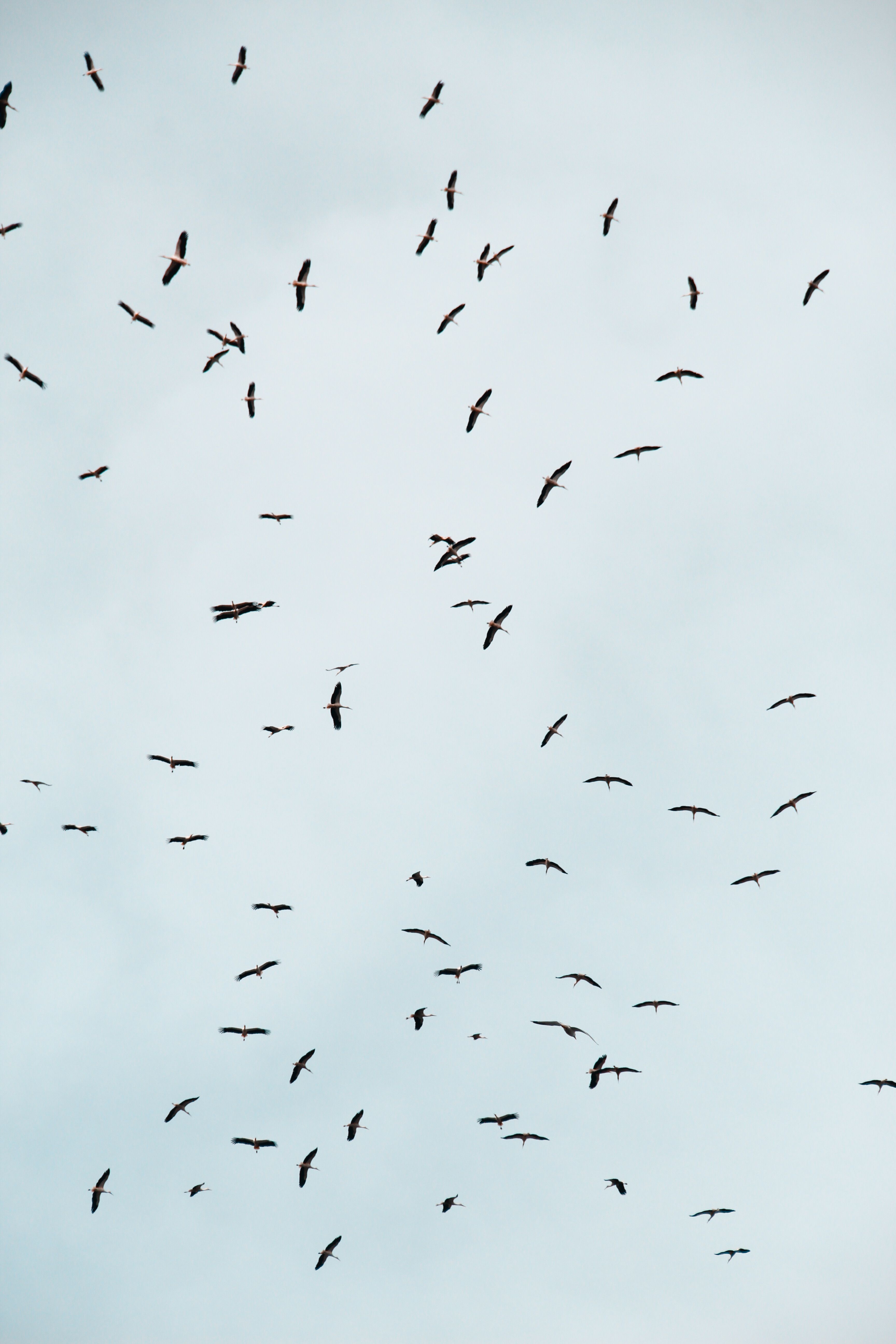 Birds Circling Photos, Download The BEST Free Birds Circling Stock ...
