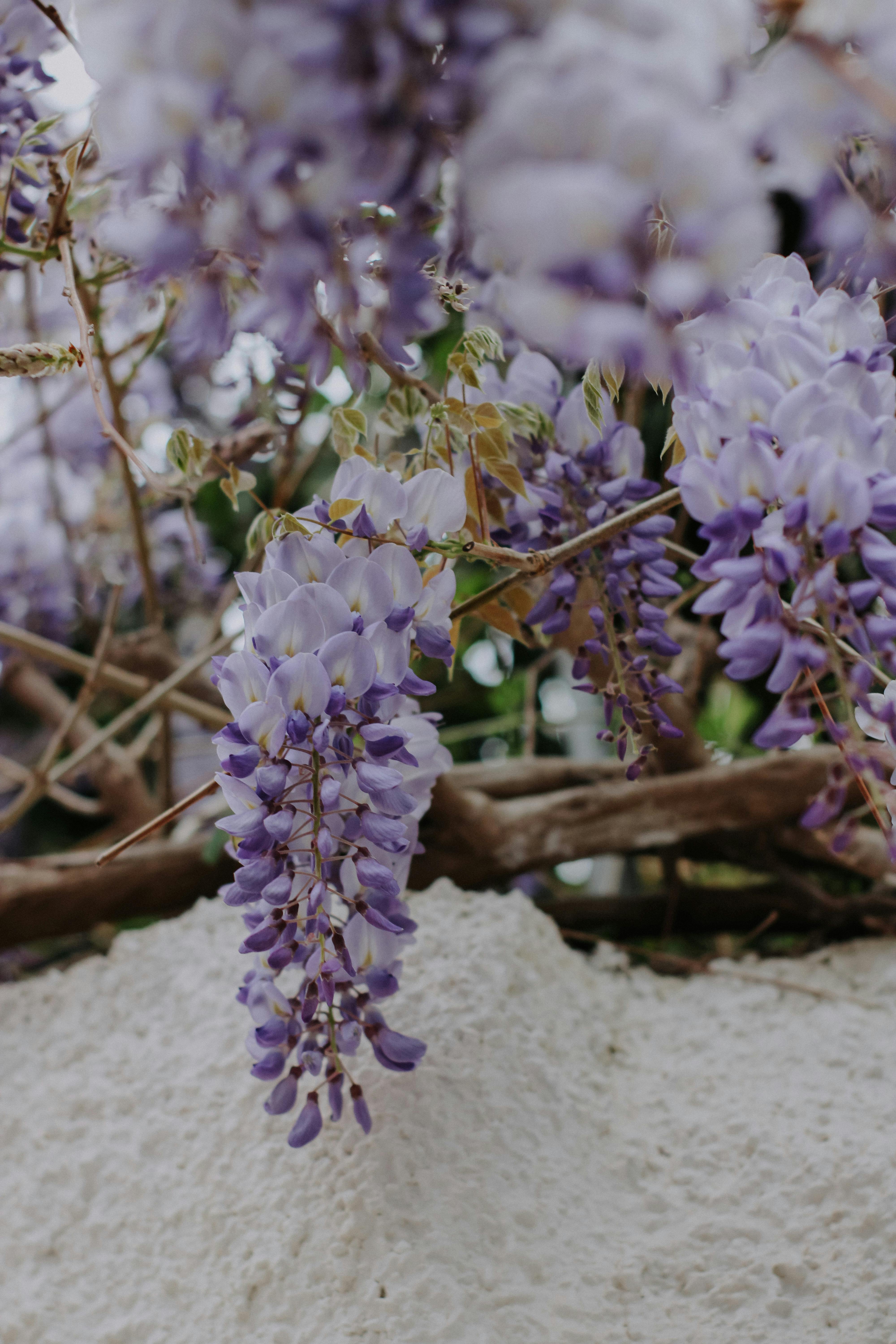 Vine Flowers Photos, Download The BEST Free Vine Flowers Stock Photos ...