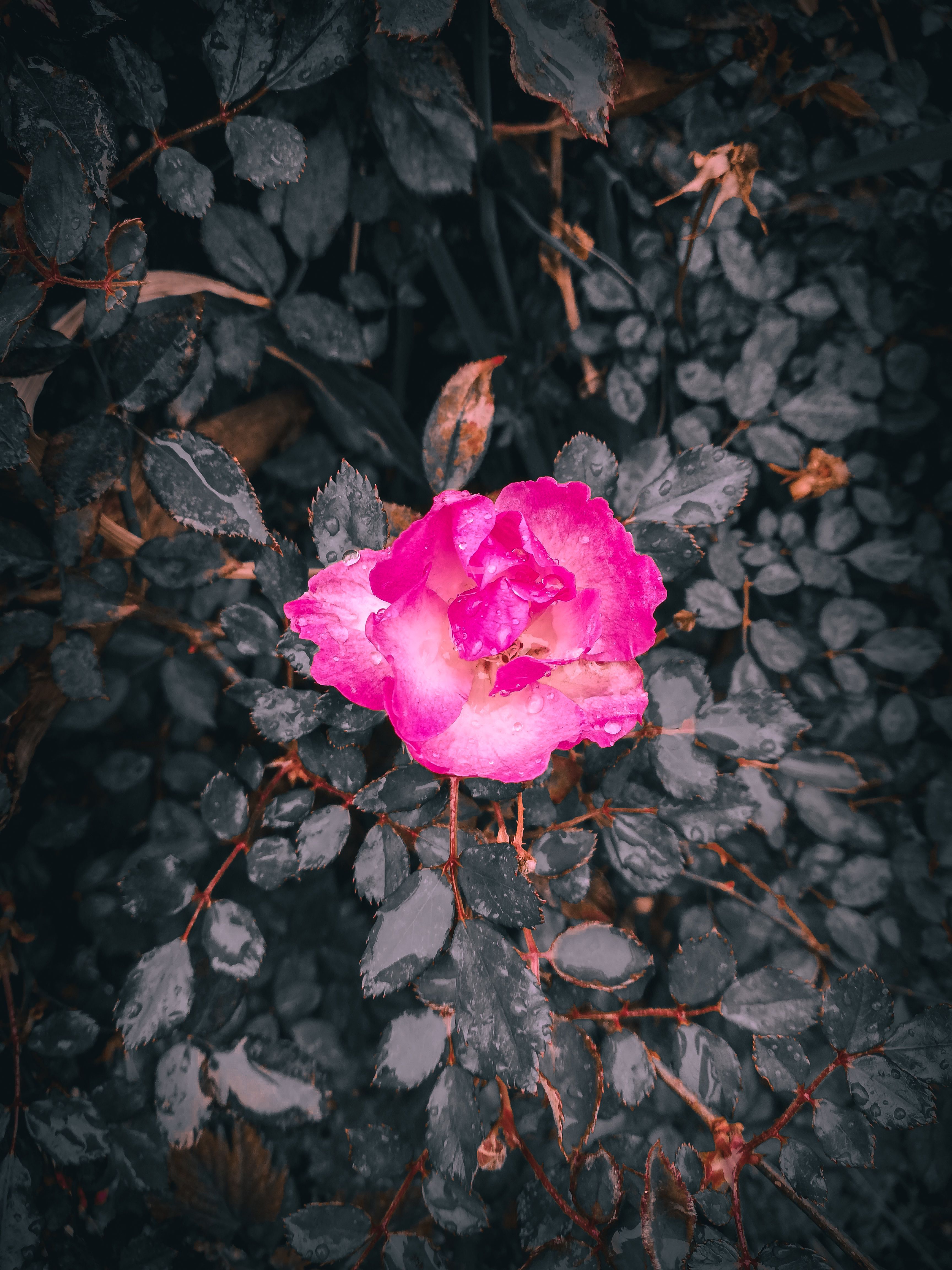 Rojhat Roj – Fotografia