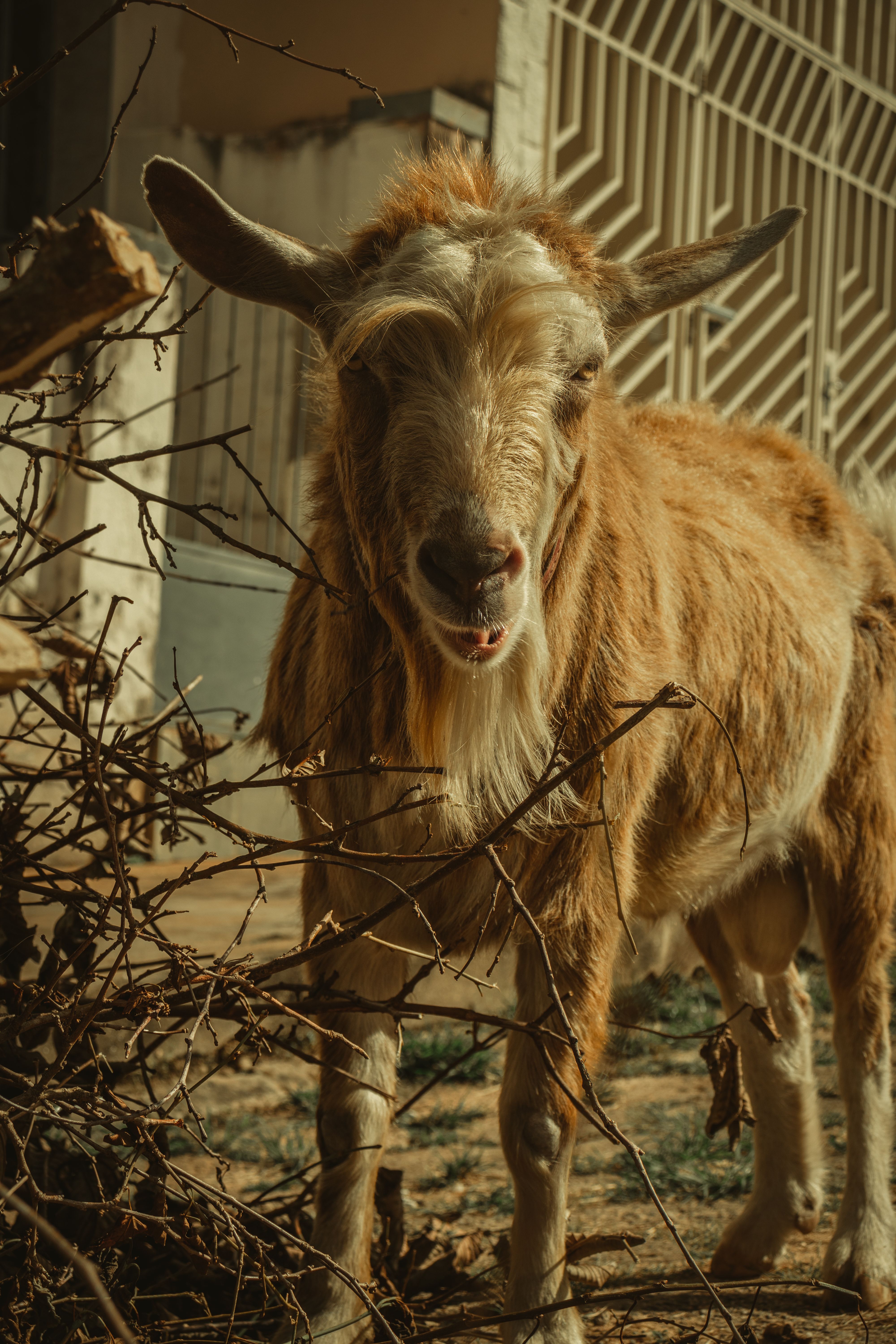 portrait of a goat from the front looking at the camera, photograph ...