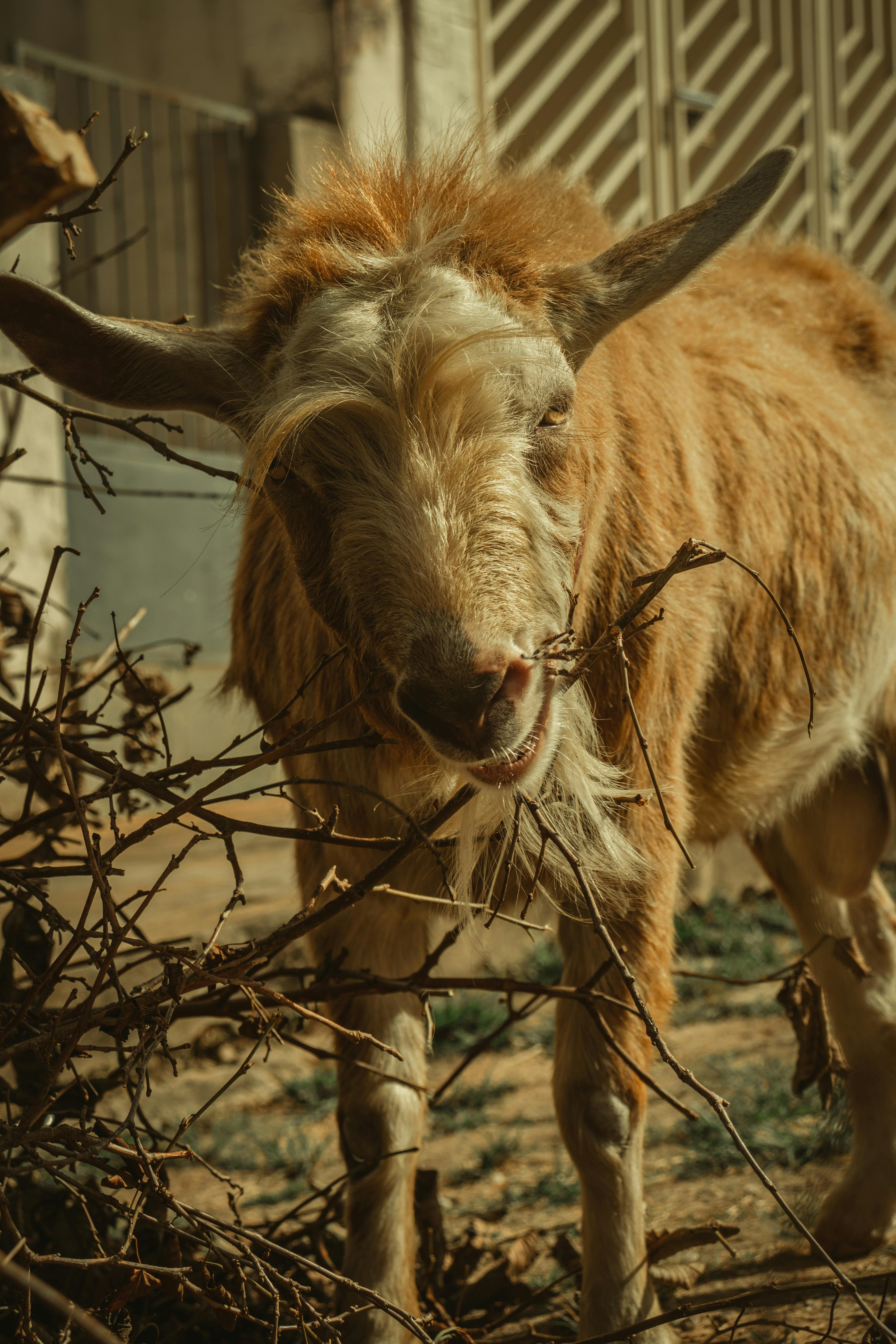 goat biting a branch of bushes that was in town to feed · Free Stock Photo