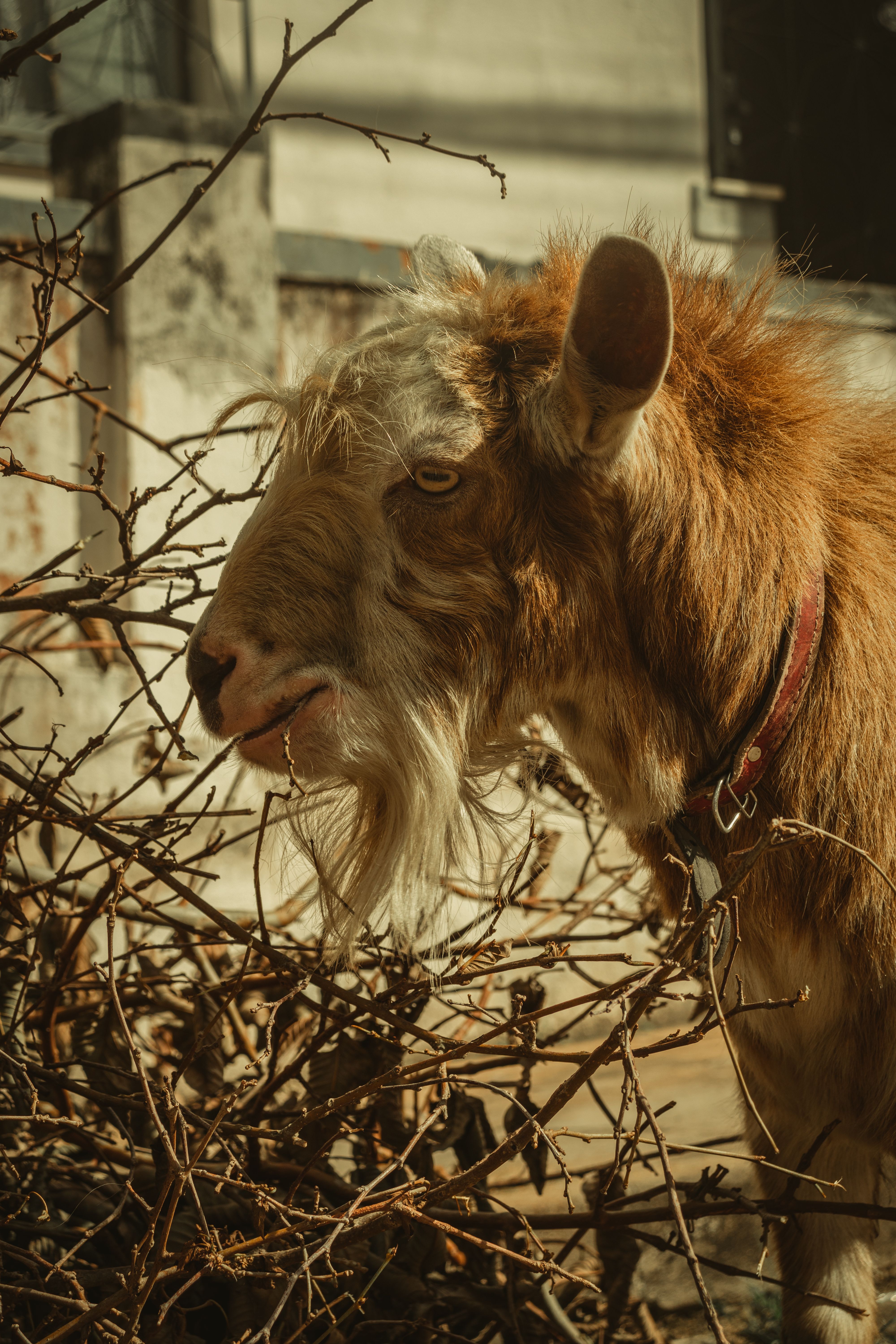 portrait of an old goat eating leaves and dry branches in the city ...