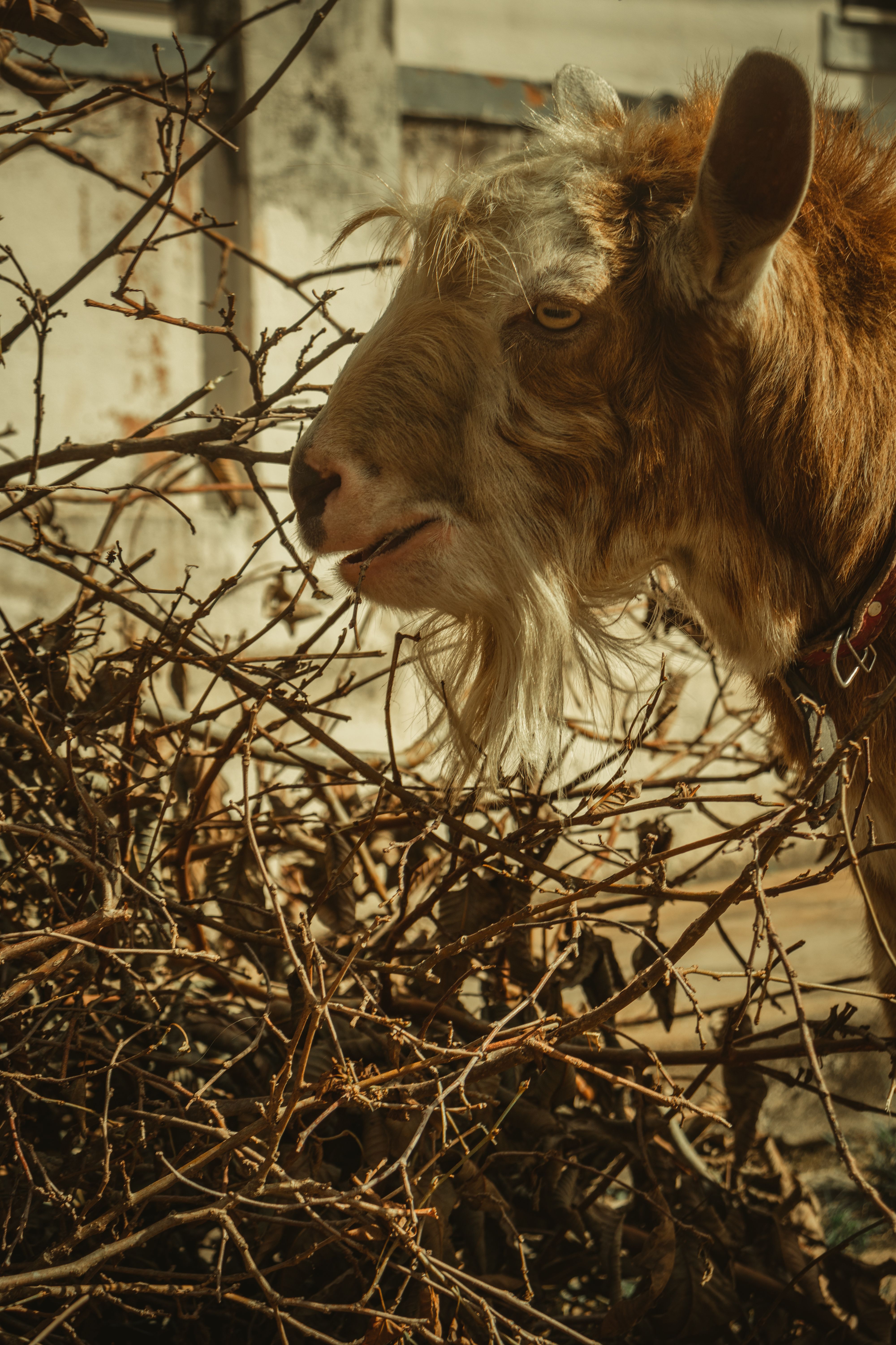 Goat With Horns Photos, Download The BEST Free Goat With Horns Stock ...