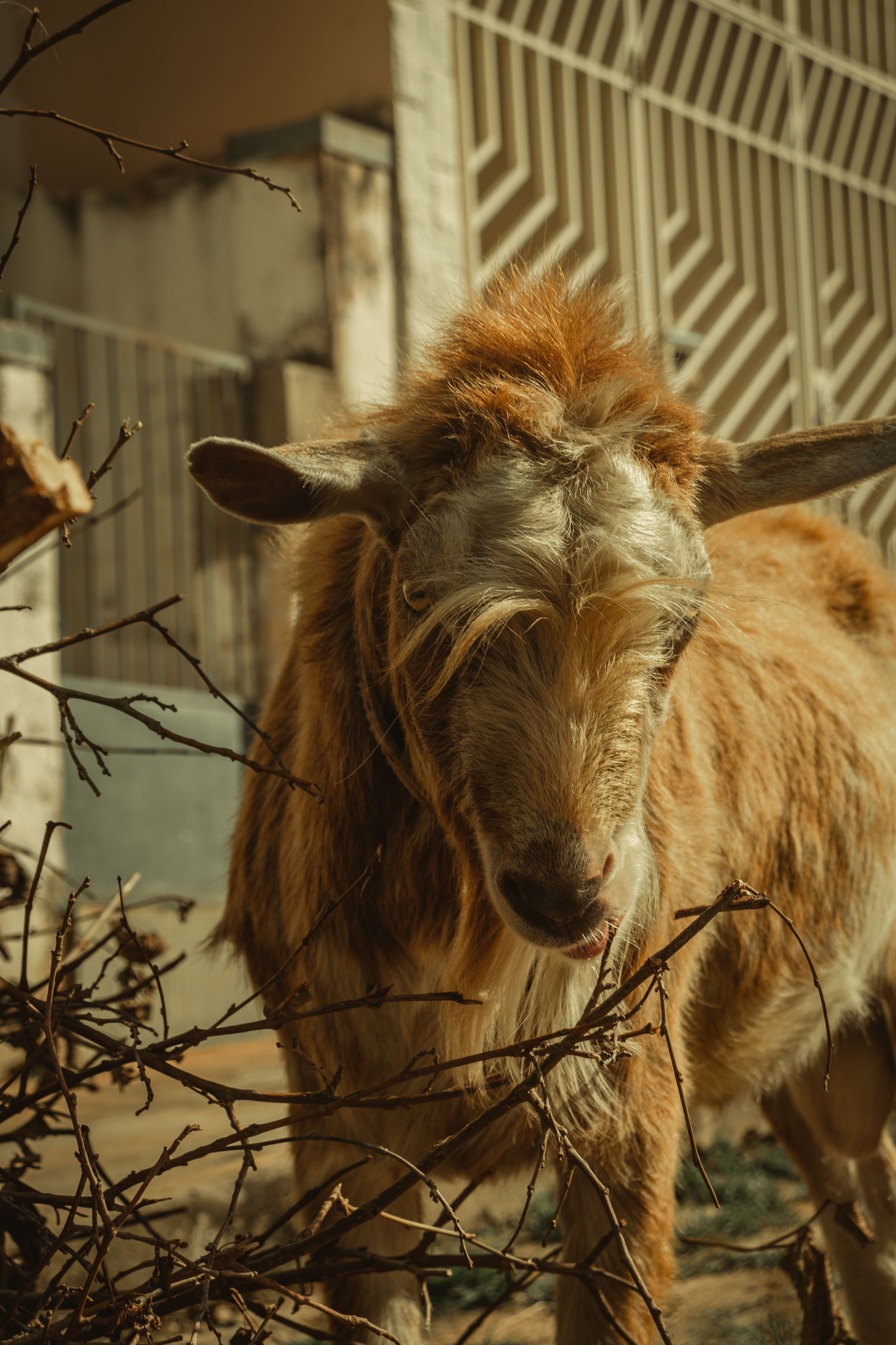 goat eating leaves and branches from a dry tree while looking at the ...