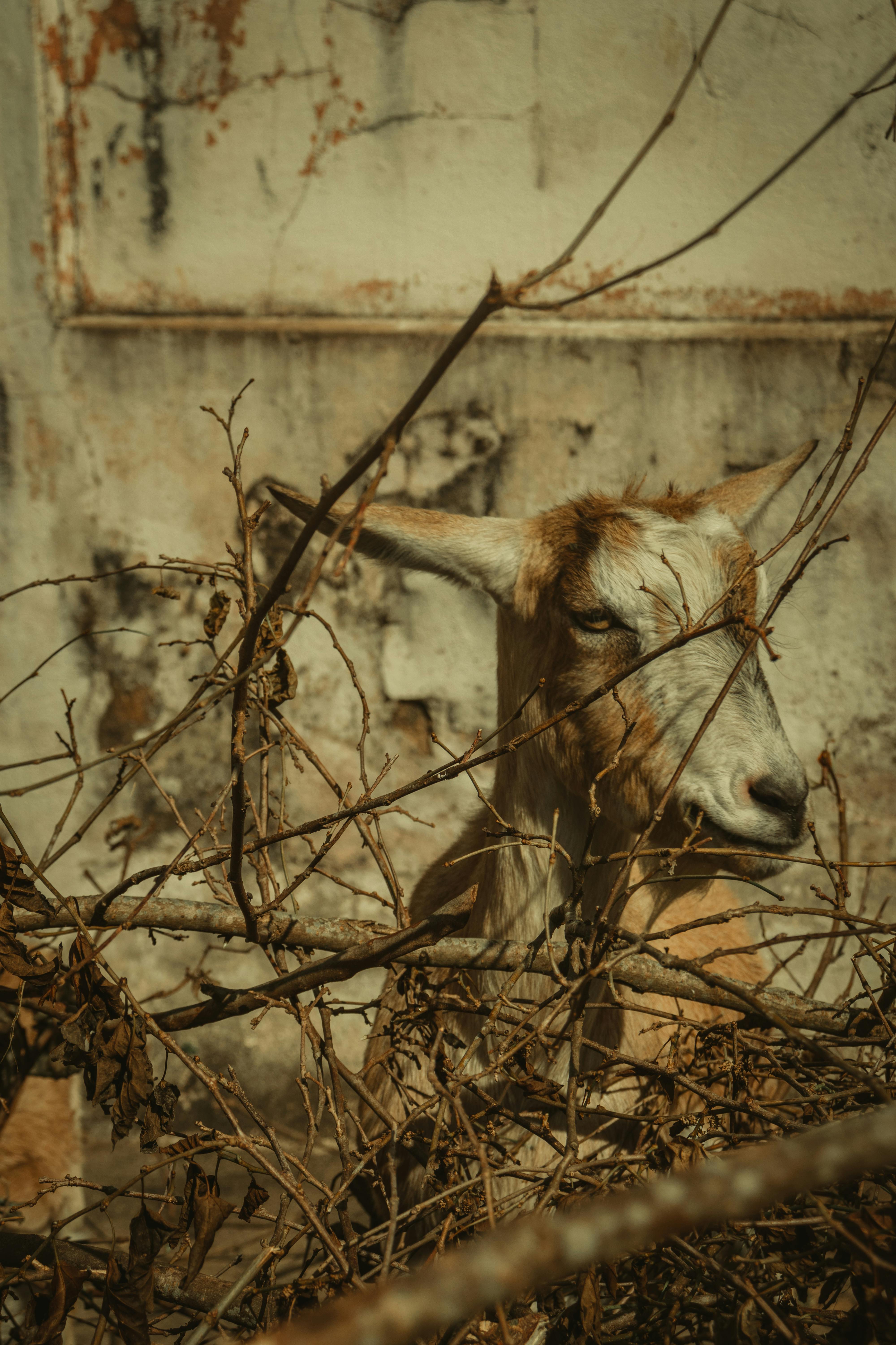 goat biting branches of a bush · Free Stock Photo