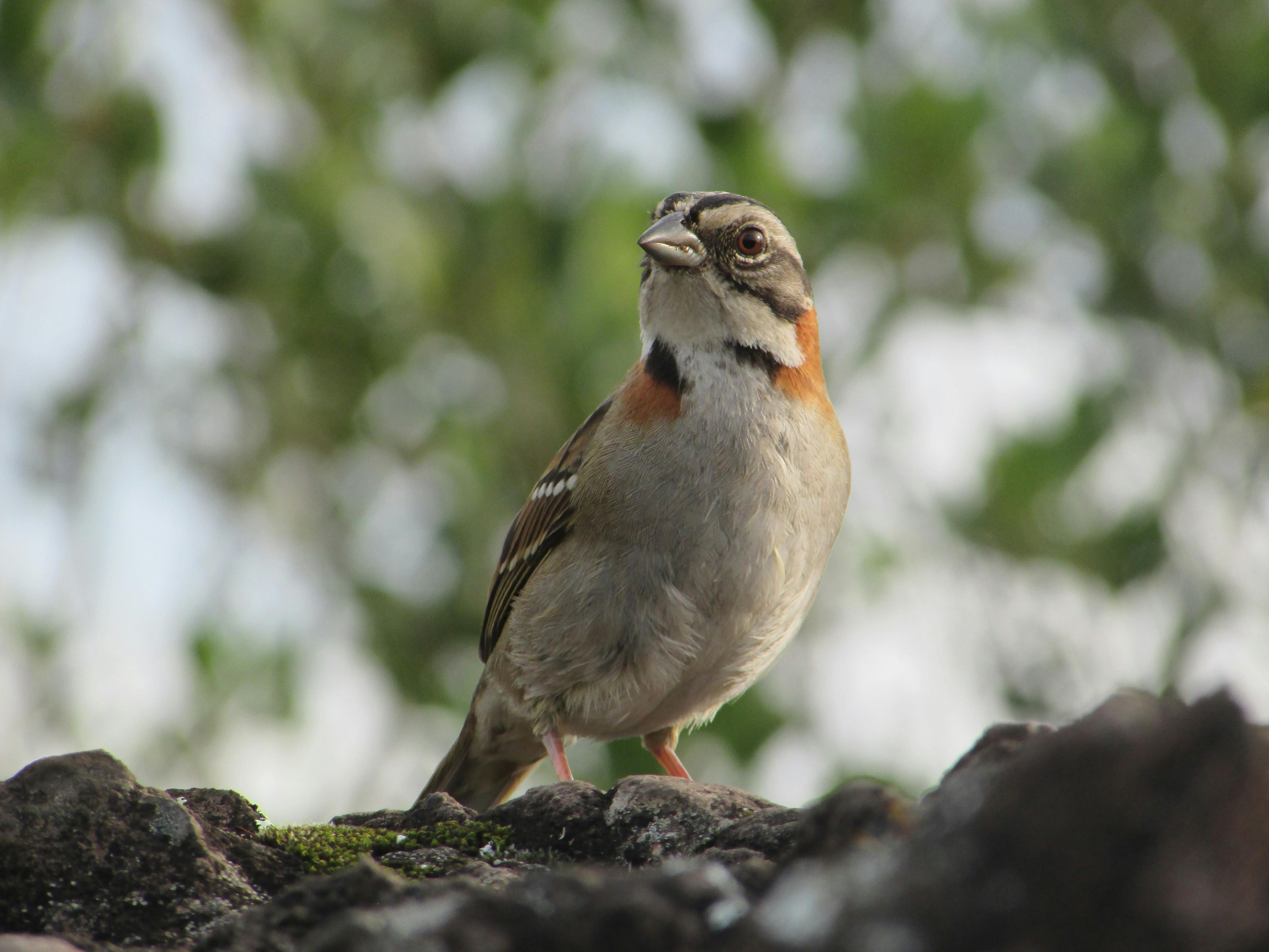 Small Bird in Nature · Free Stock Photo